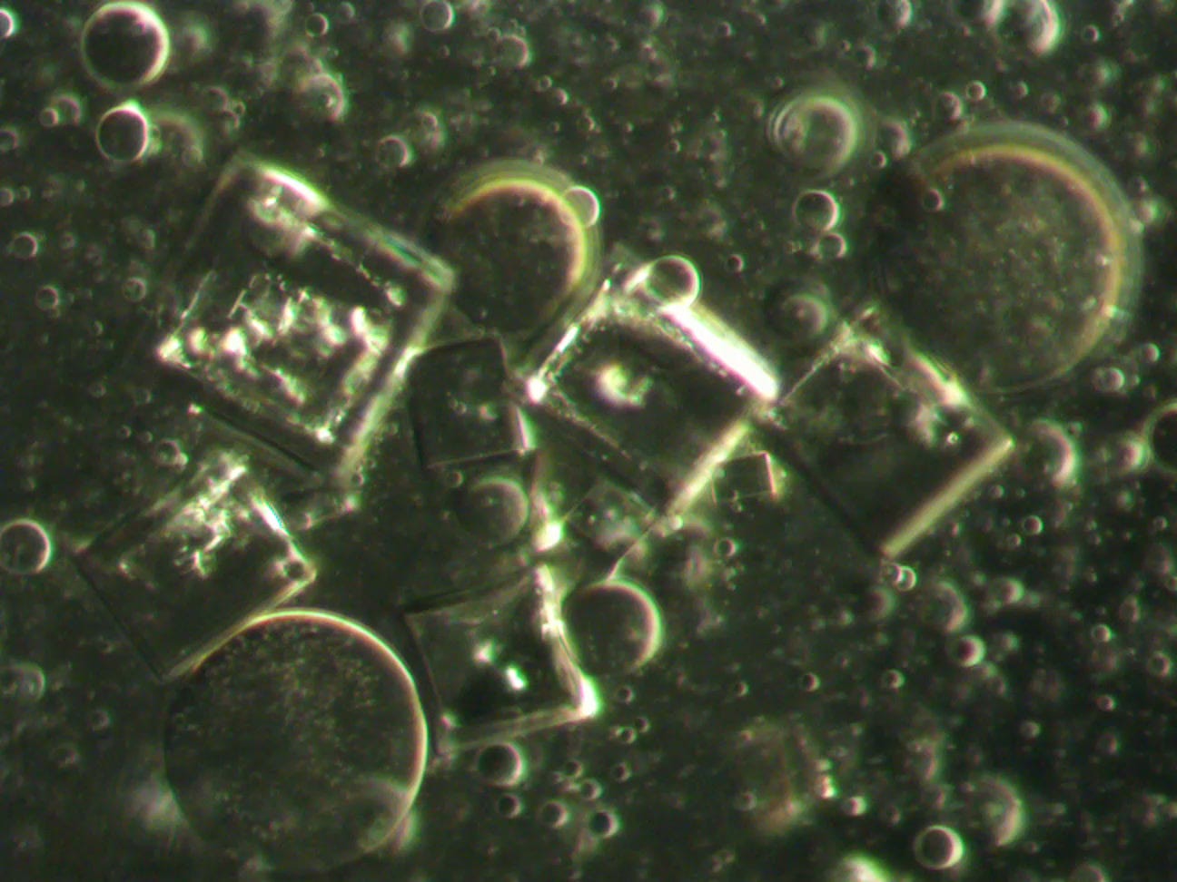 Vaccine crystals formed on swabs, same lipids and/or cells, and dotted ...