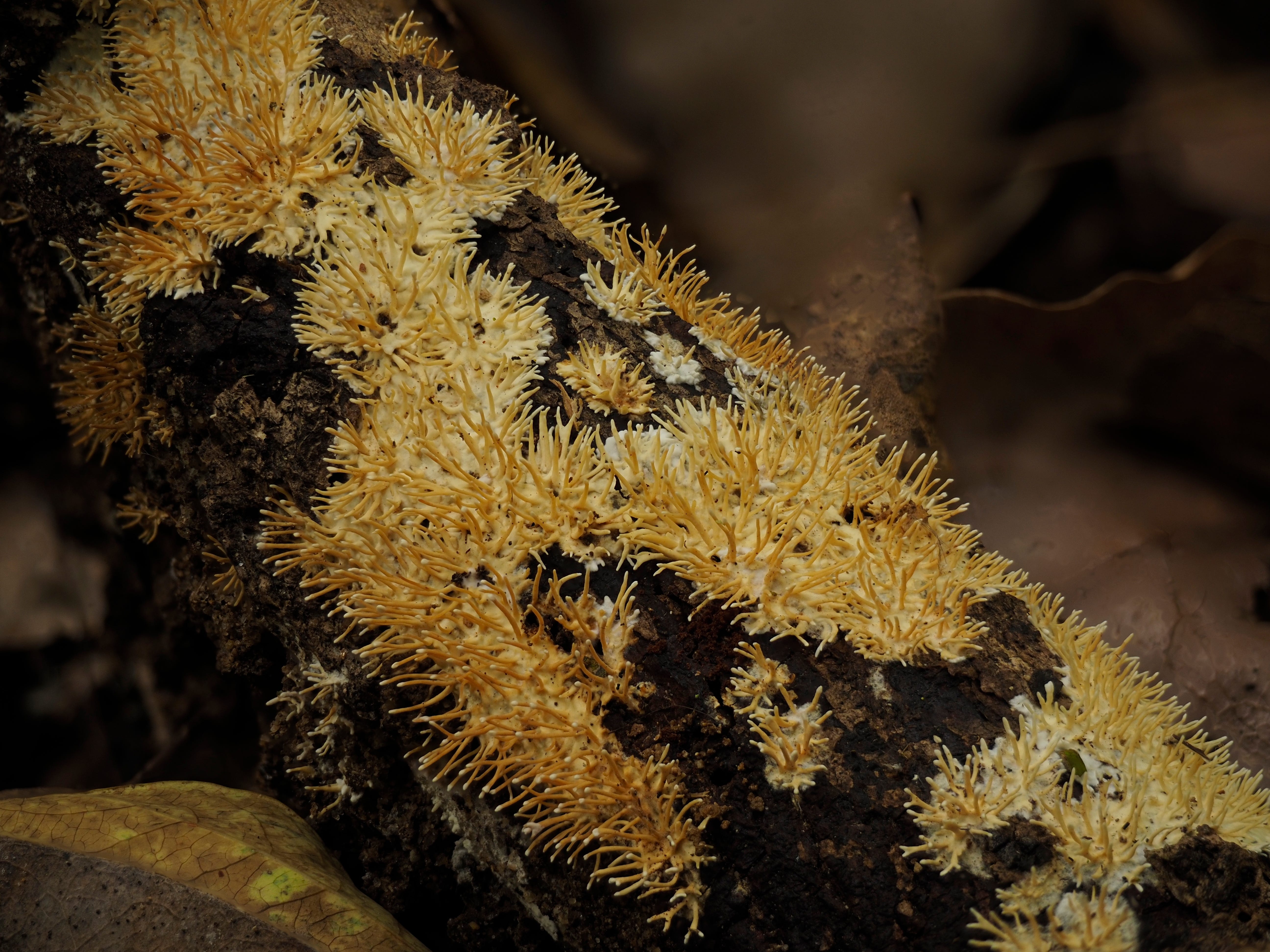 Mushroom Hunting at Khao Phanom Bencha National Park | Krabi, Thailand
