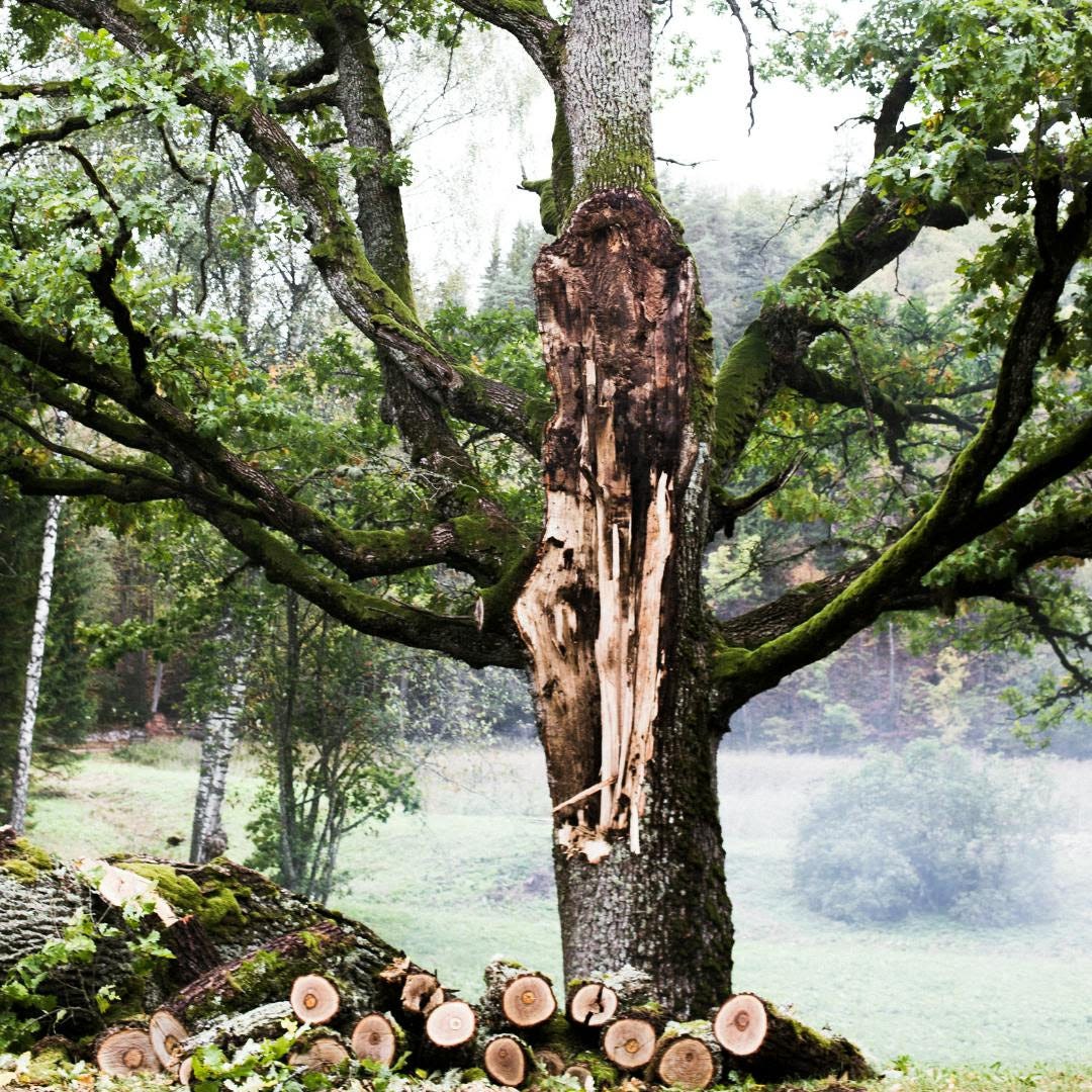 The Splintered Tree - by Latayne Scott