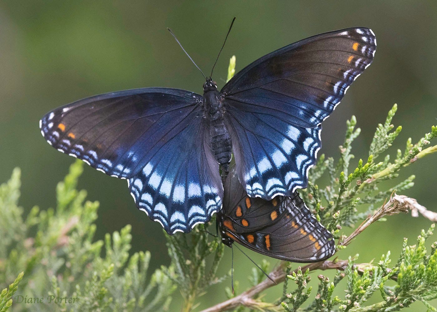 Red-spotted Purple Butterfly - by Diane Porter - My Gaia