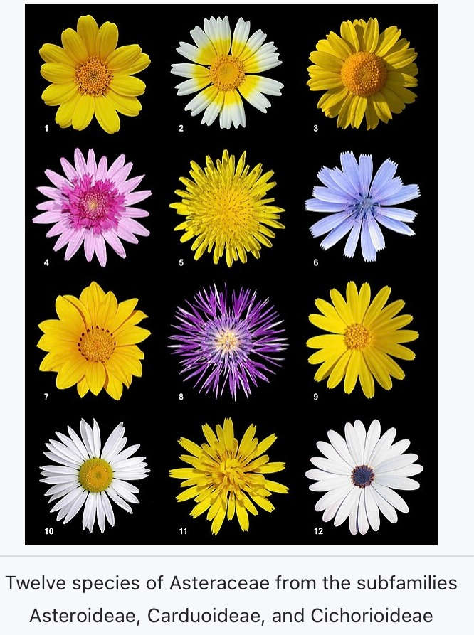 📿 Buddhism! Tsunami! Piper Noooo! - by Adreanna Limbach