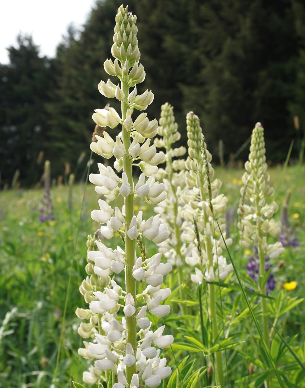 Balkan Ecology Project : Unveiling Nature's Messengers: Indicator Plants