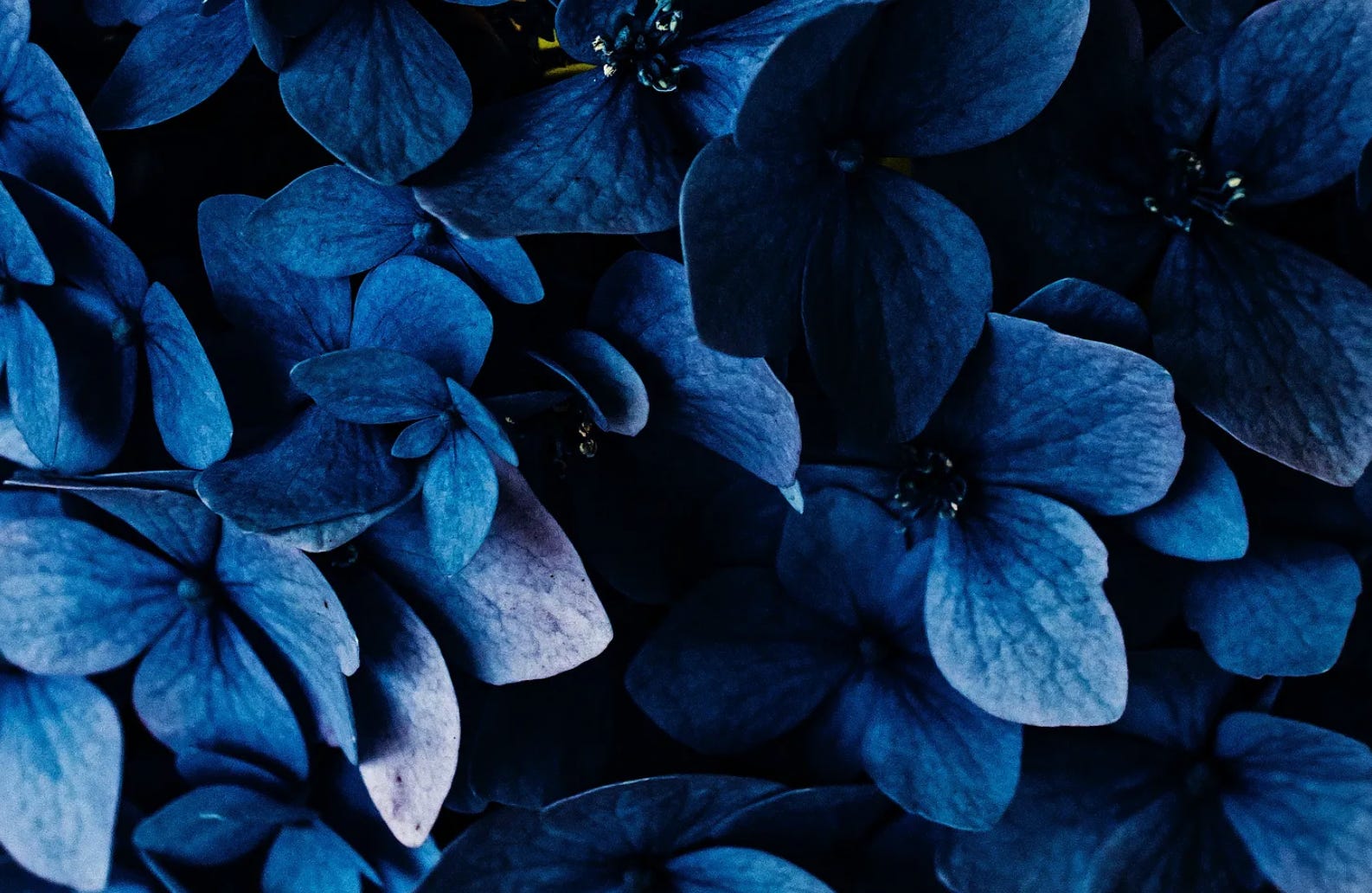 CHAPTER 7: Local - by T.H. PLATT