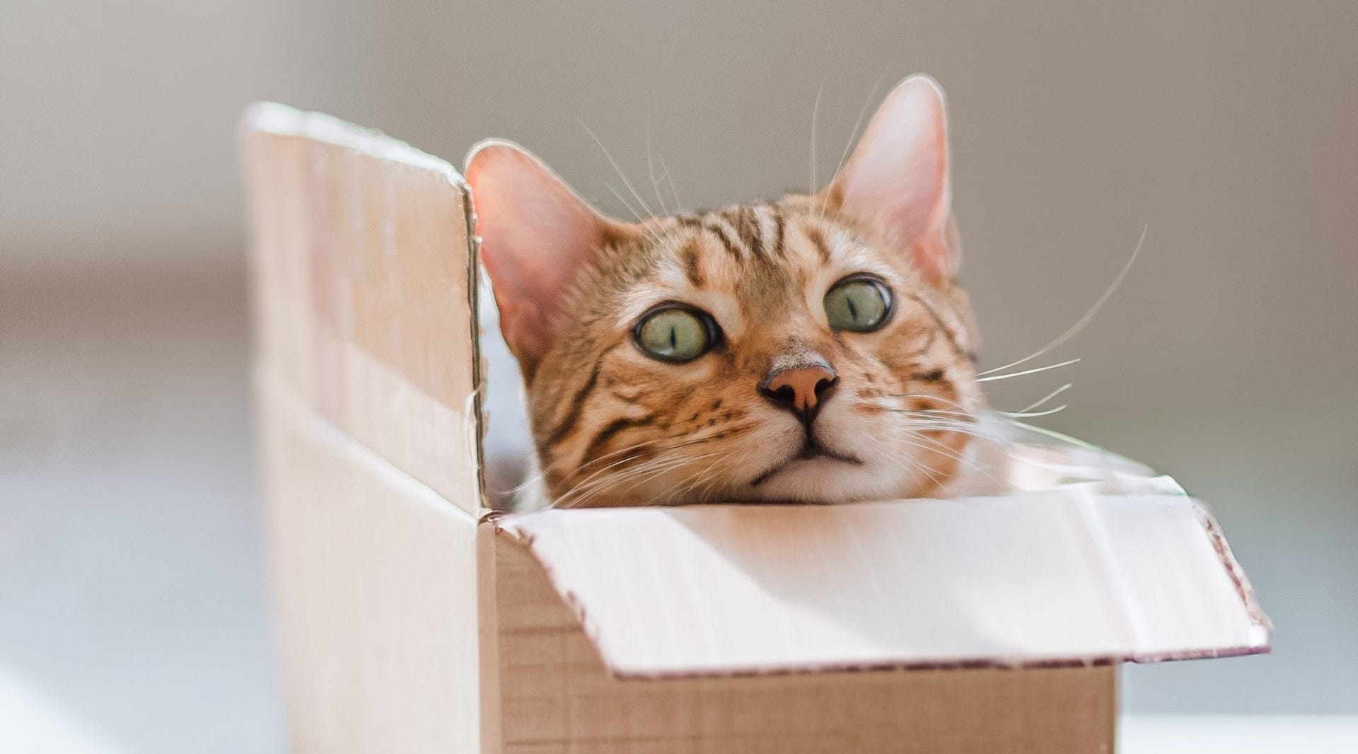 The Dandelion Notes | The Current of Normalcy