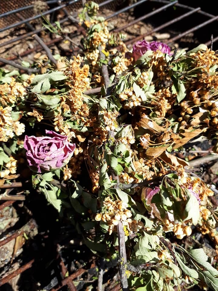 The Beloved Rises in Fire - by Jacqueline Durban