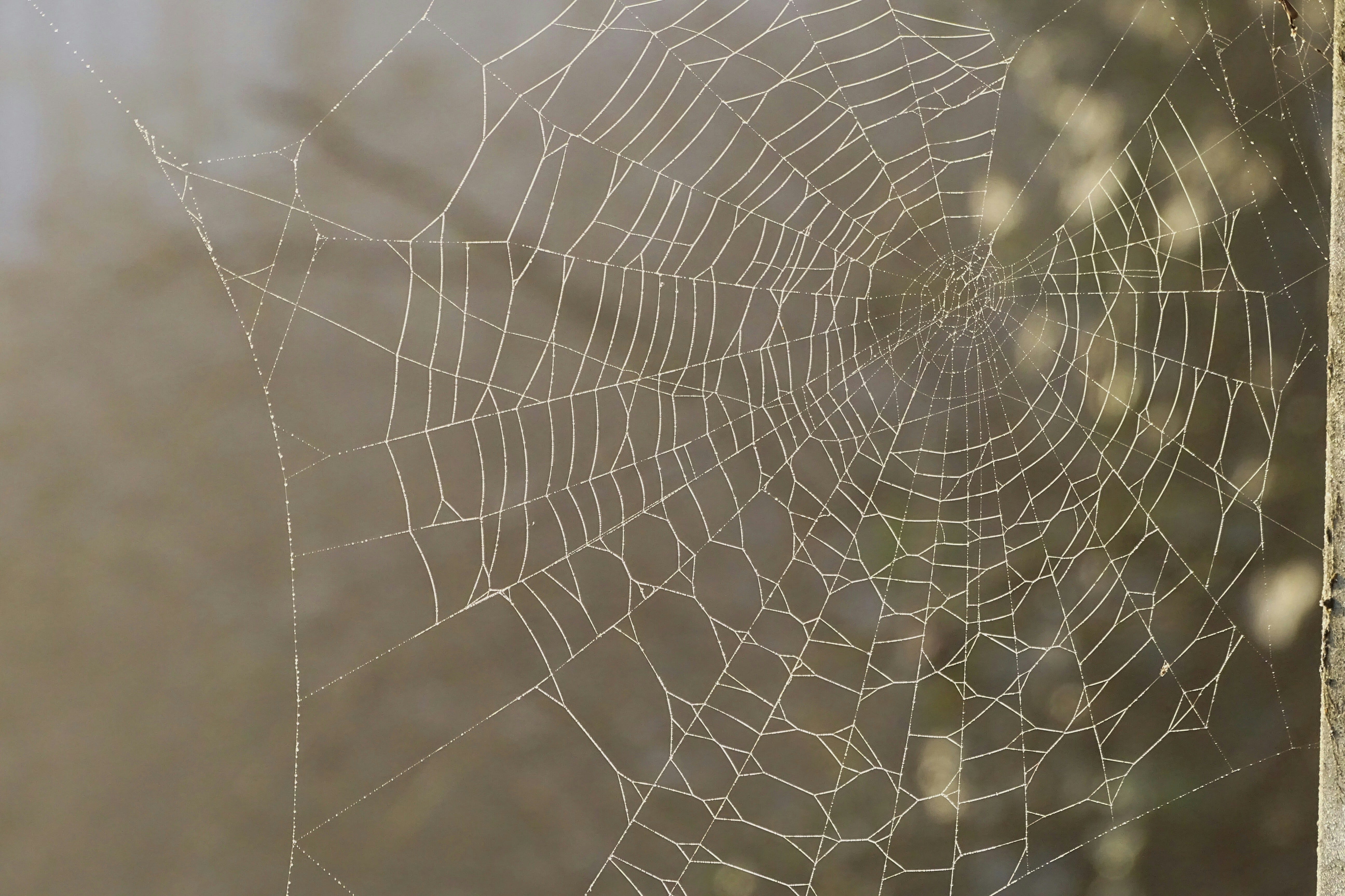 The Truth About Cobweb Fences (or When Not Wetting Your Pants is Your ...