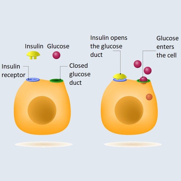 What is Insulin Resistance in simple language? Why you need to understand?