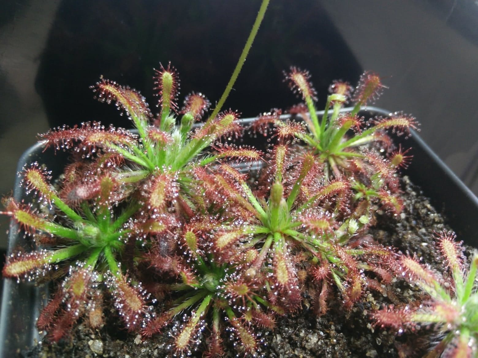 SPECIES PROFILE: DROSERA NEOCALEDONICA - by Dan DiPietro