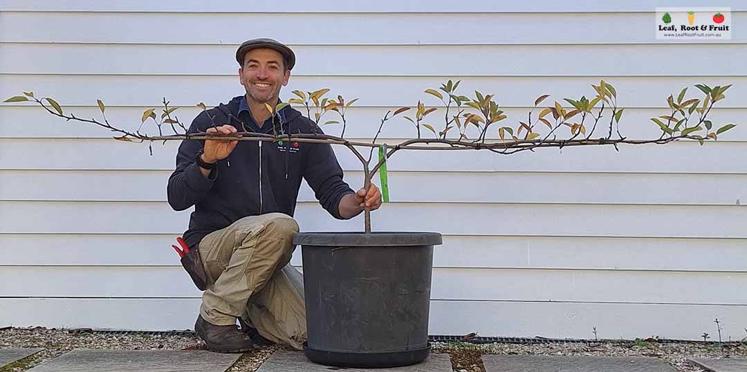 A Guide to Growing Fruit Trees in Pots - Leaf, Root & Fruit