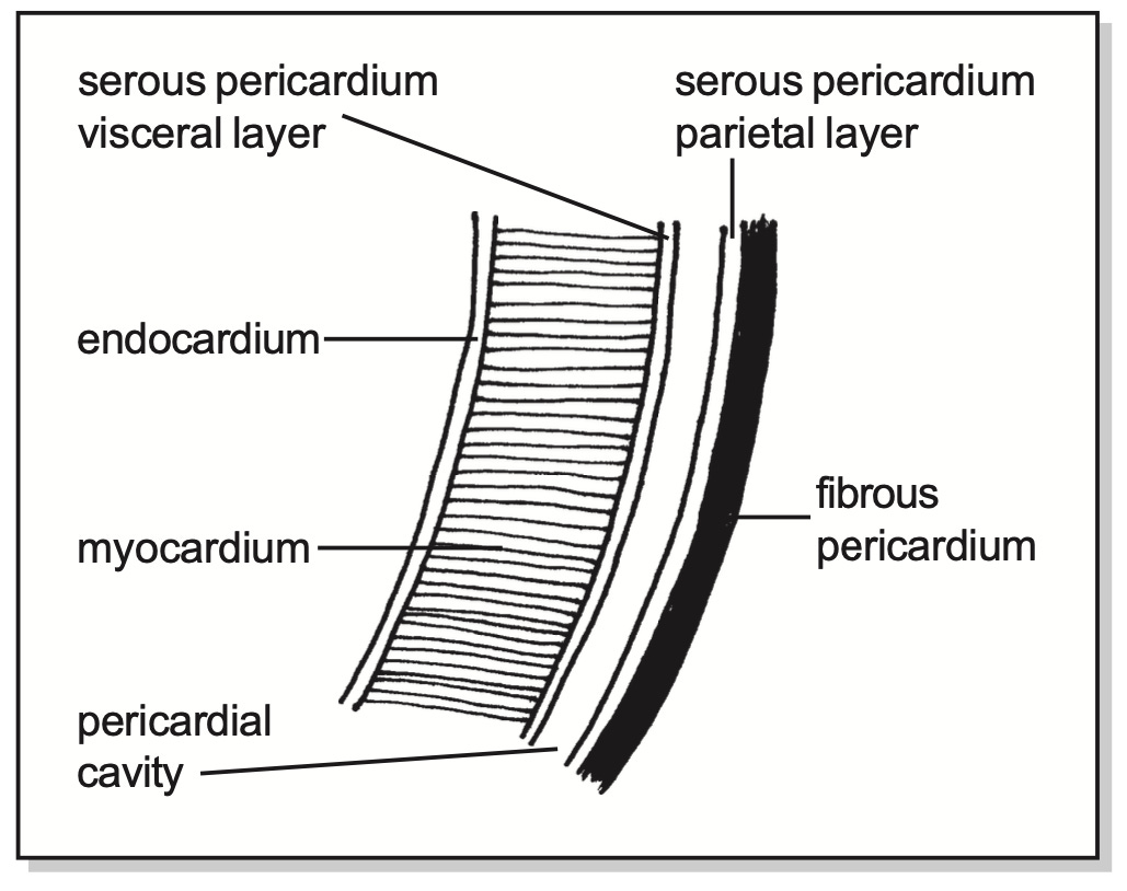 Heart and circulatory system - by John Campbell