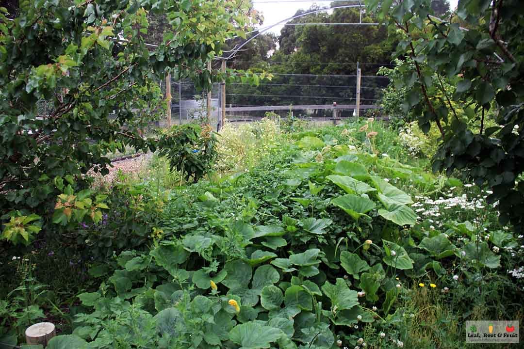 Options for Backyard Orchard Ground Cover
