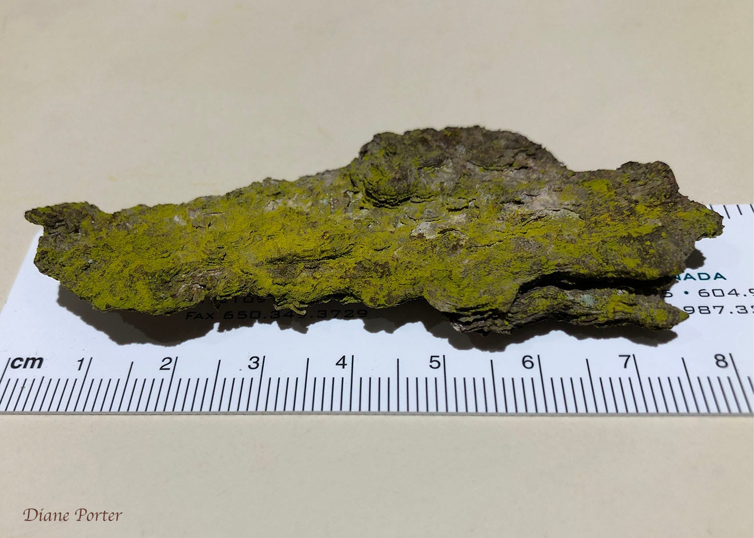 Gold Dust Lichen - by Diane Porter - My Gaia