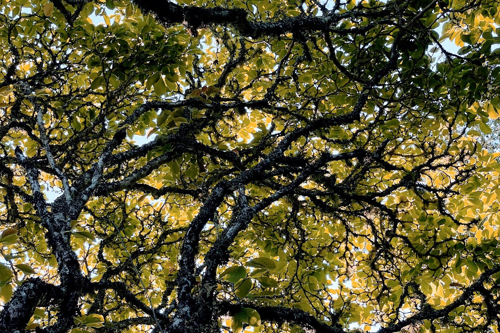 Still Enough - by Chris Rhoden - Christopher’s Substack