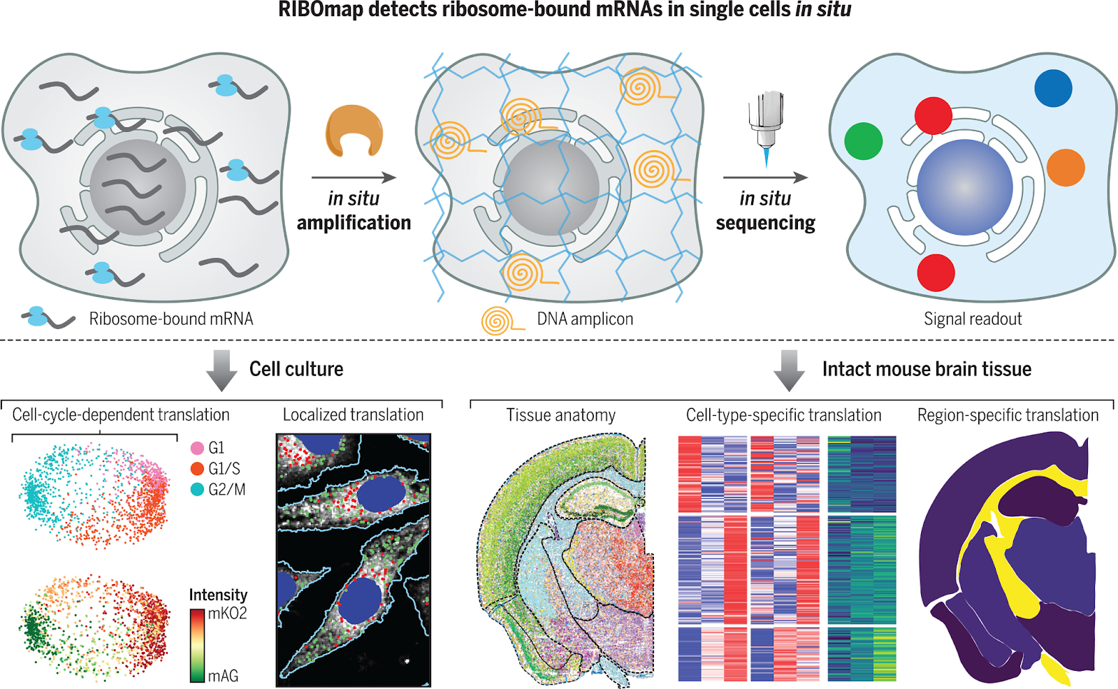 Landscape of Imaging-based Spatial RNA Technology: Part II