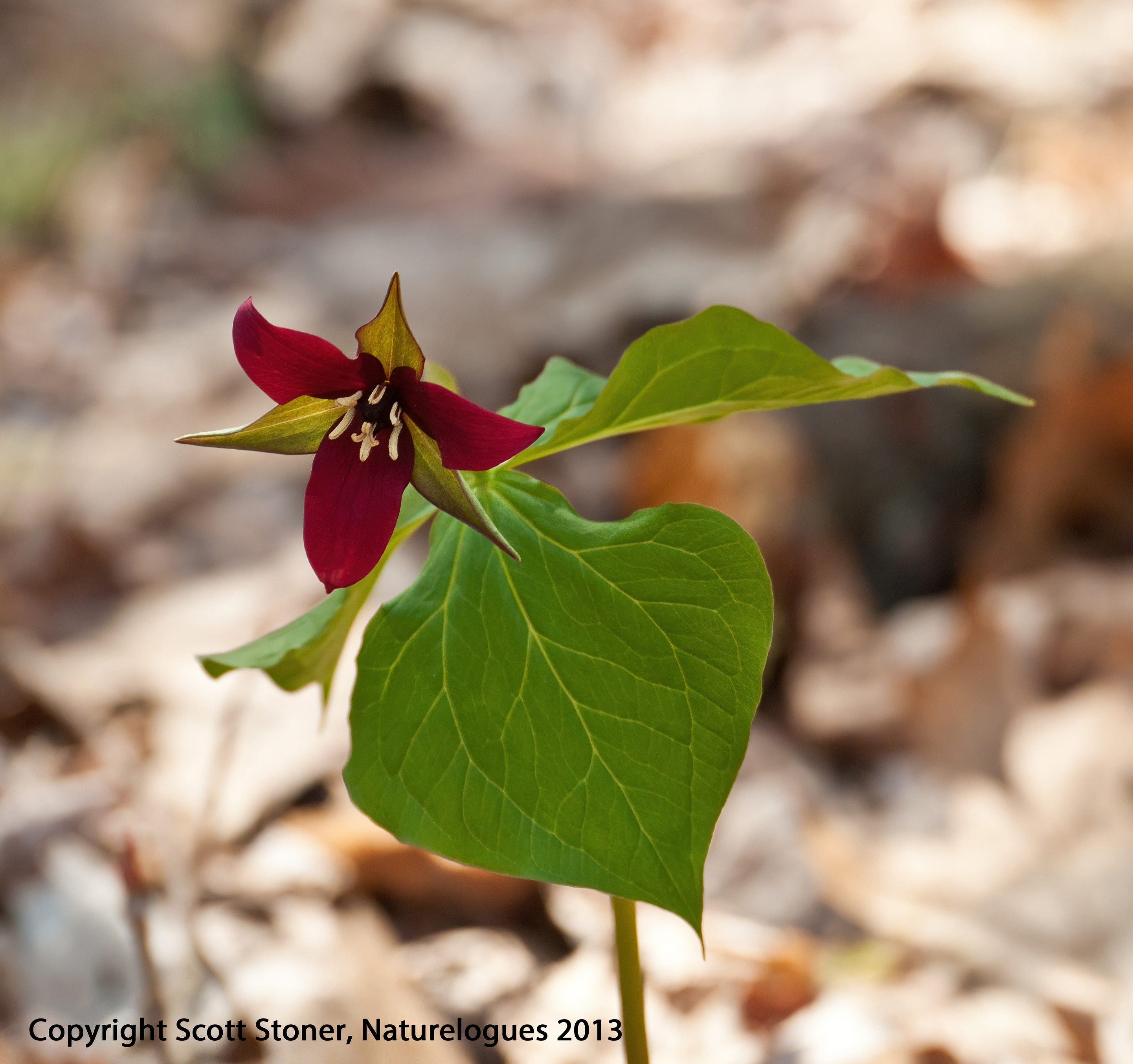 The Beauty of Threes