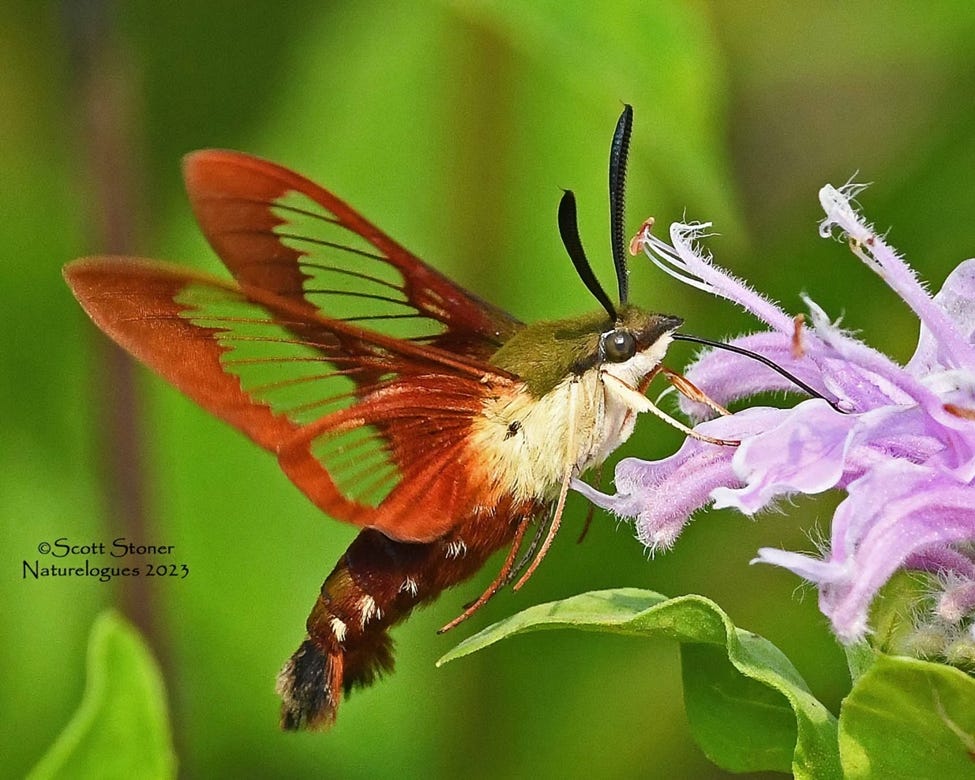 Tale of the Flying Shrimp - by Scott Stoner