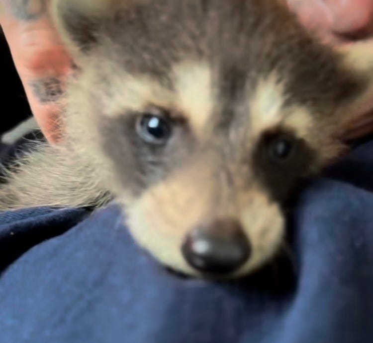 THE KILLING OF A SQUIRREL - Animal Michael Lane