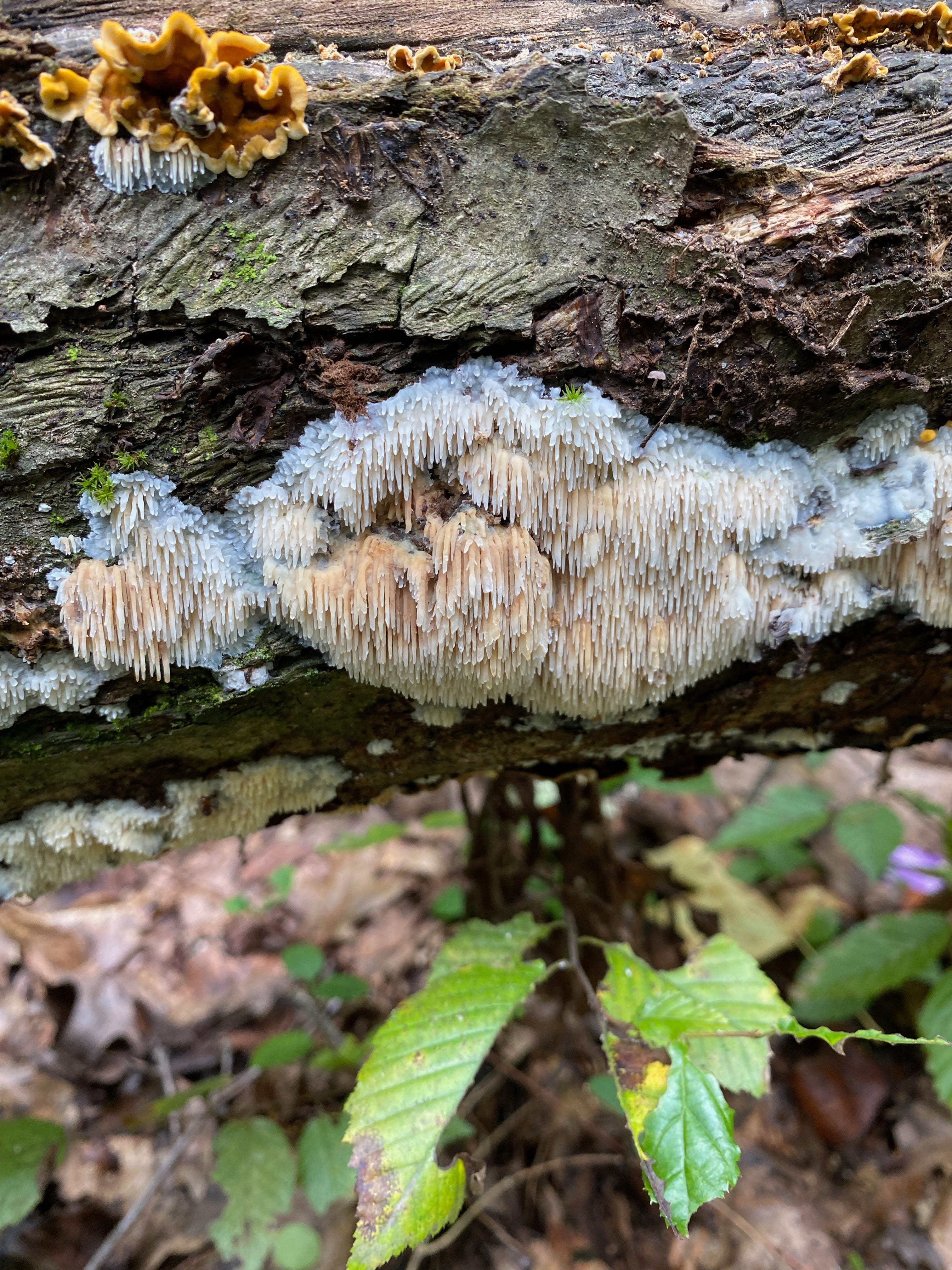 Mostly pictures of fungus - by Lisa Lowe
