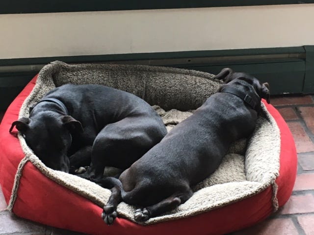 Chain, Chain, Chain - The Ballad of Pearl and Spike