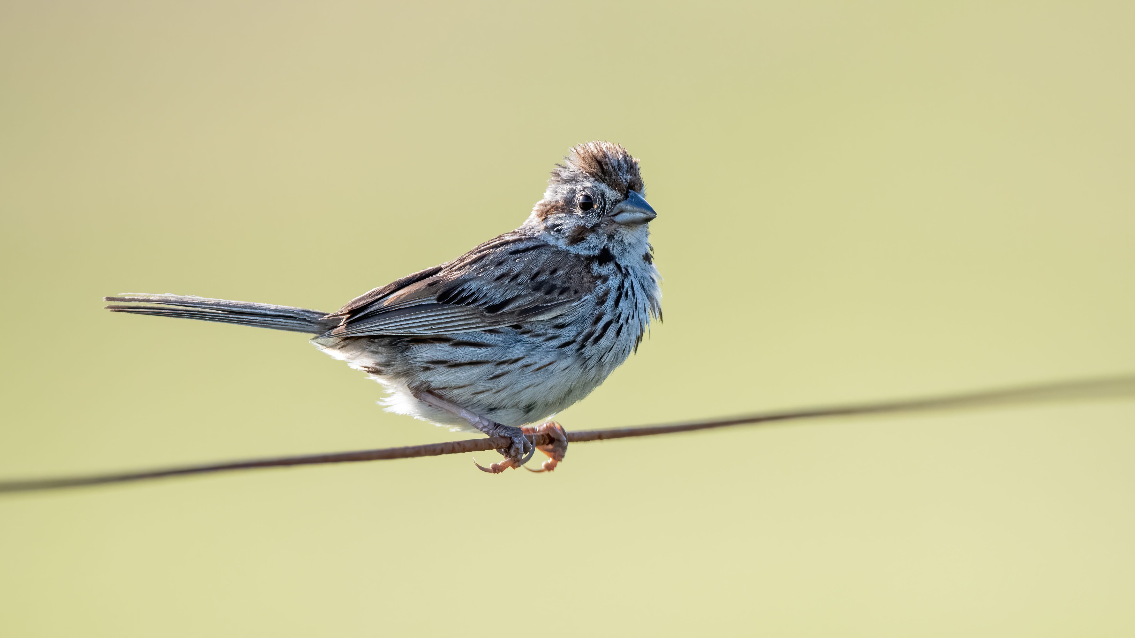 "Counting Birds" - by James Freitas - Rock & Hawk