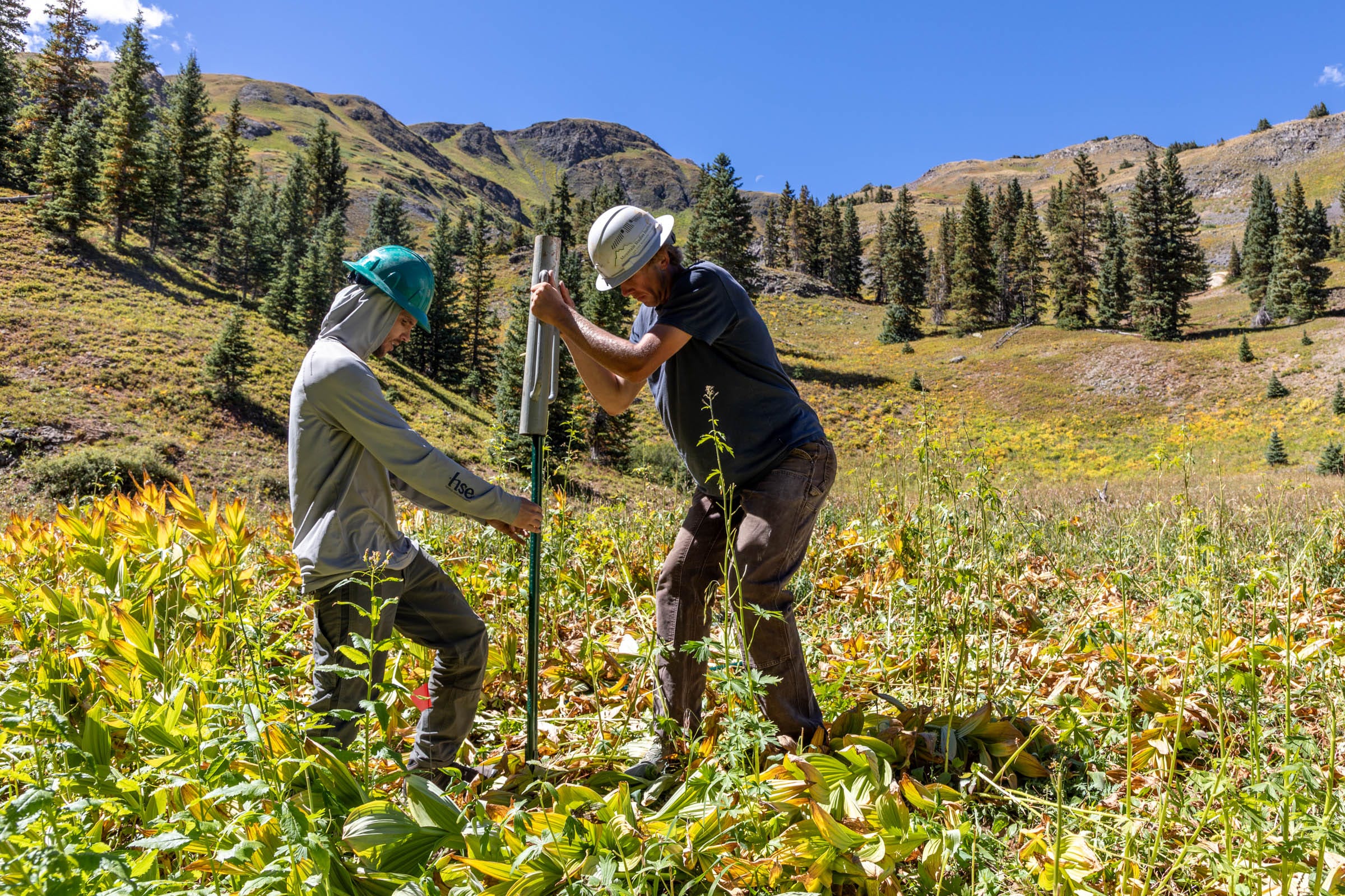 Scientists use simple cameras to answer complex questions about forests ...