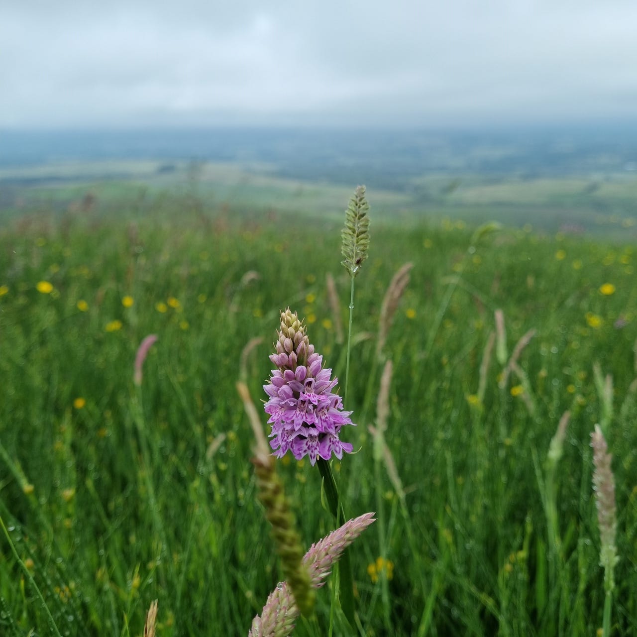 Victoria Reid’s Substack subscriber chat