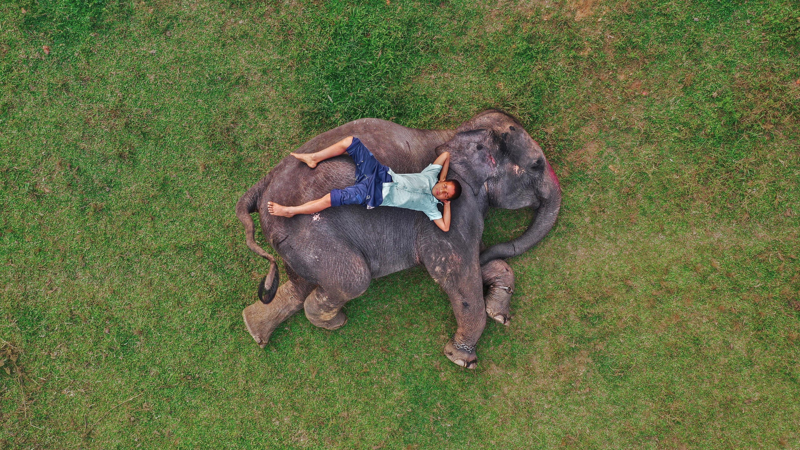 How Do We Change Culture? On Cultural Strategy for Animal Freedom