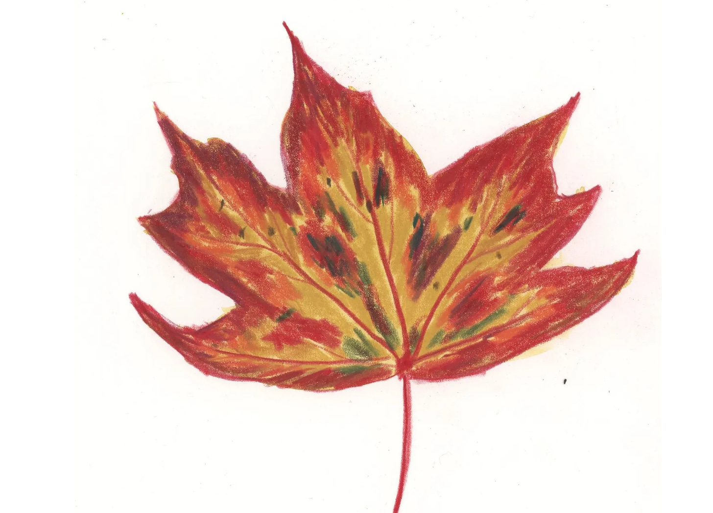 How To Draw A Red Maple Leaf