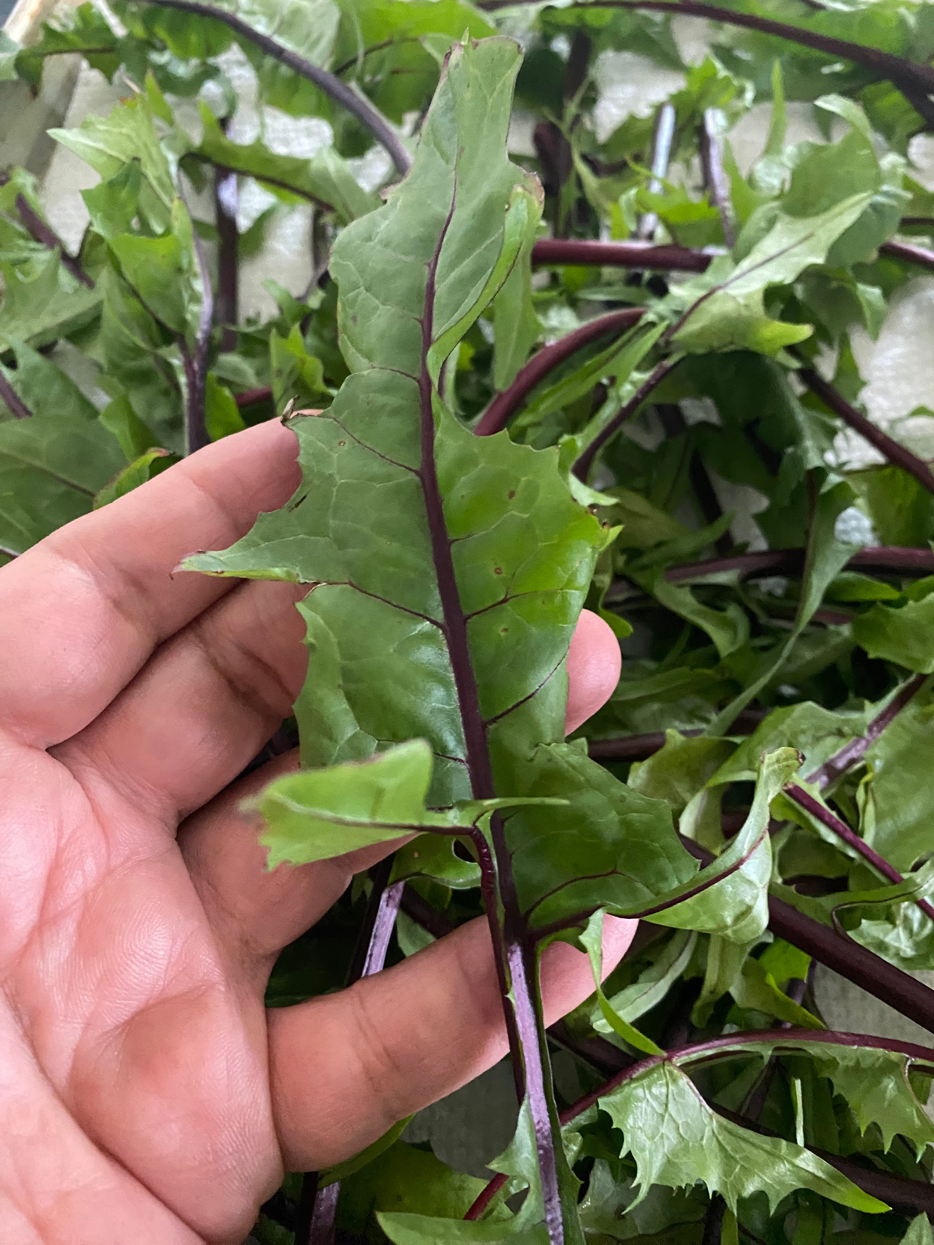 The Most Hated Vegetable in The World - by Val Taylor