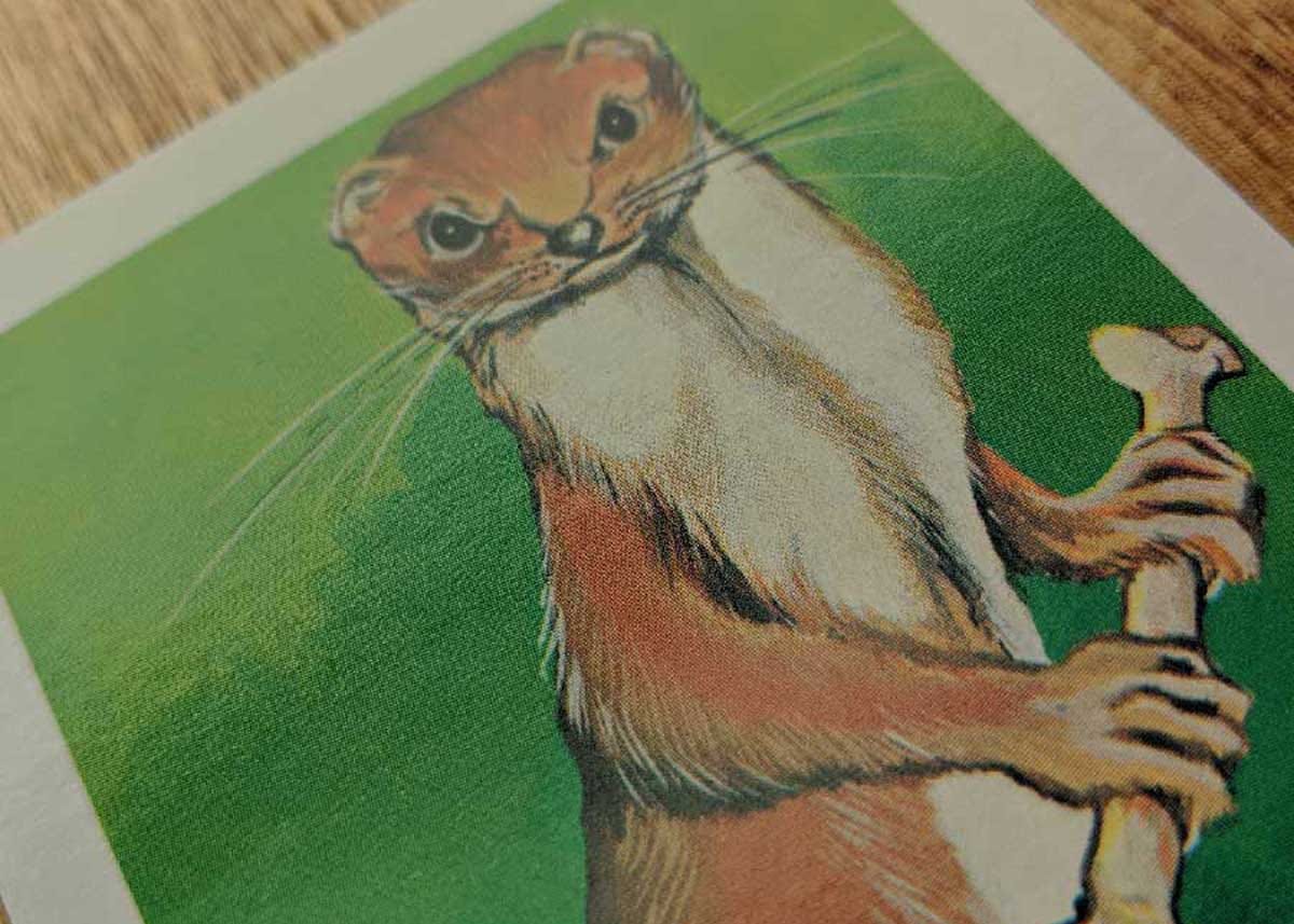 Dungeons & Dragons Monster Cards – Giant Weasel