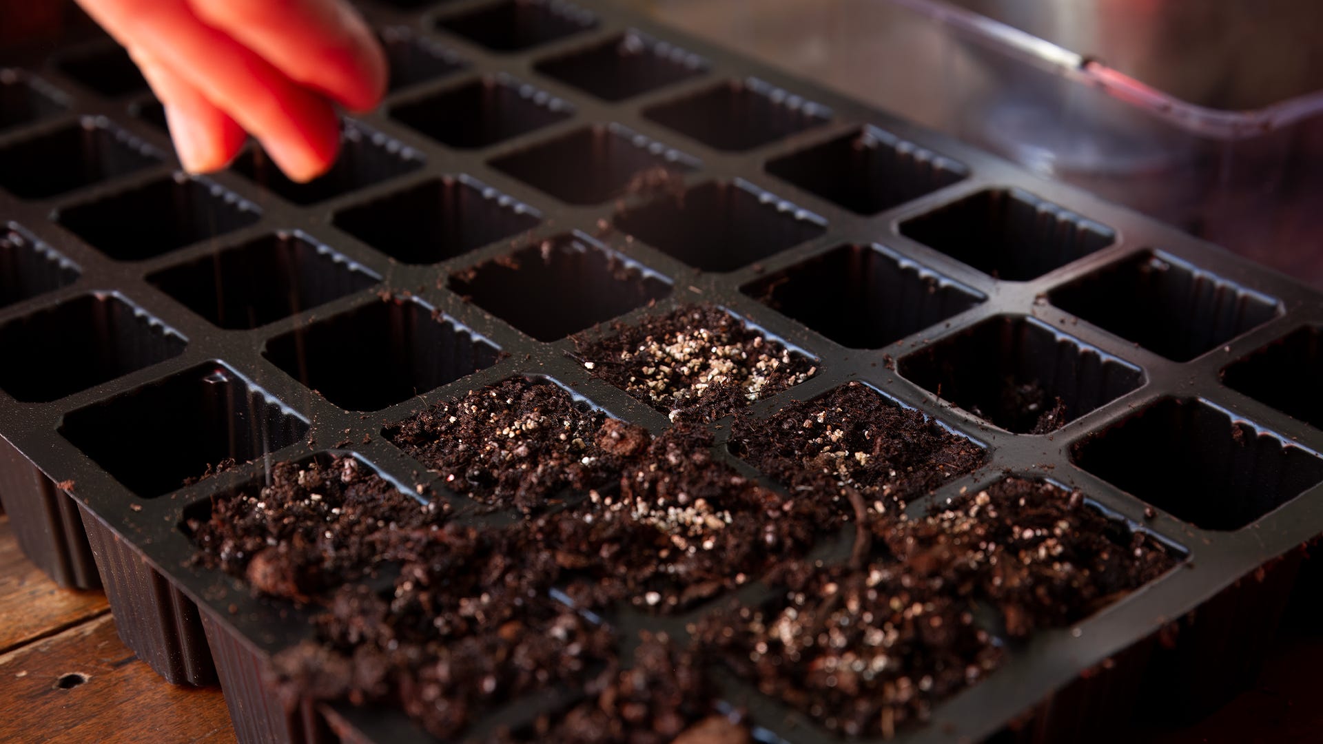 The Joy of Starting Seeds - by Laura Janney - Get Inspired