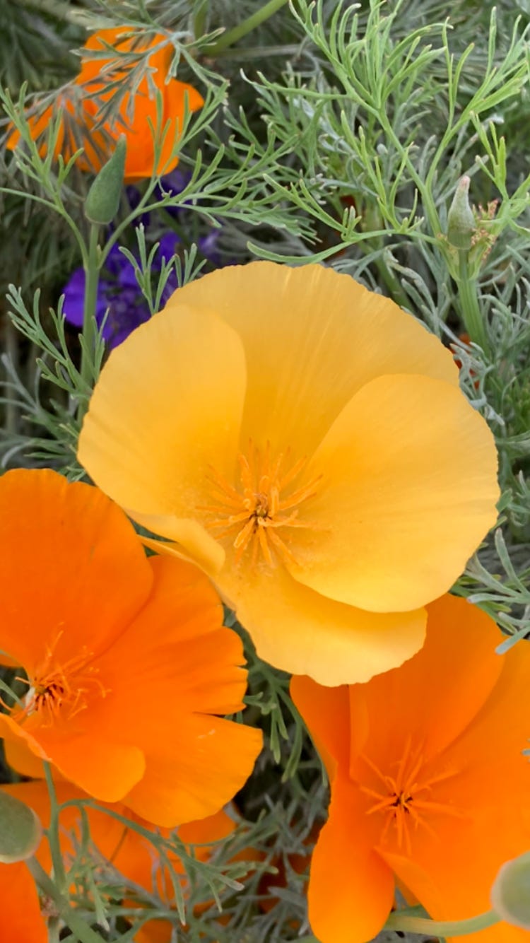 censorship slime? - by kitten seeking answers