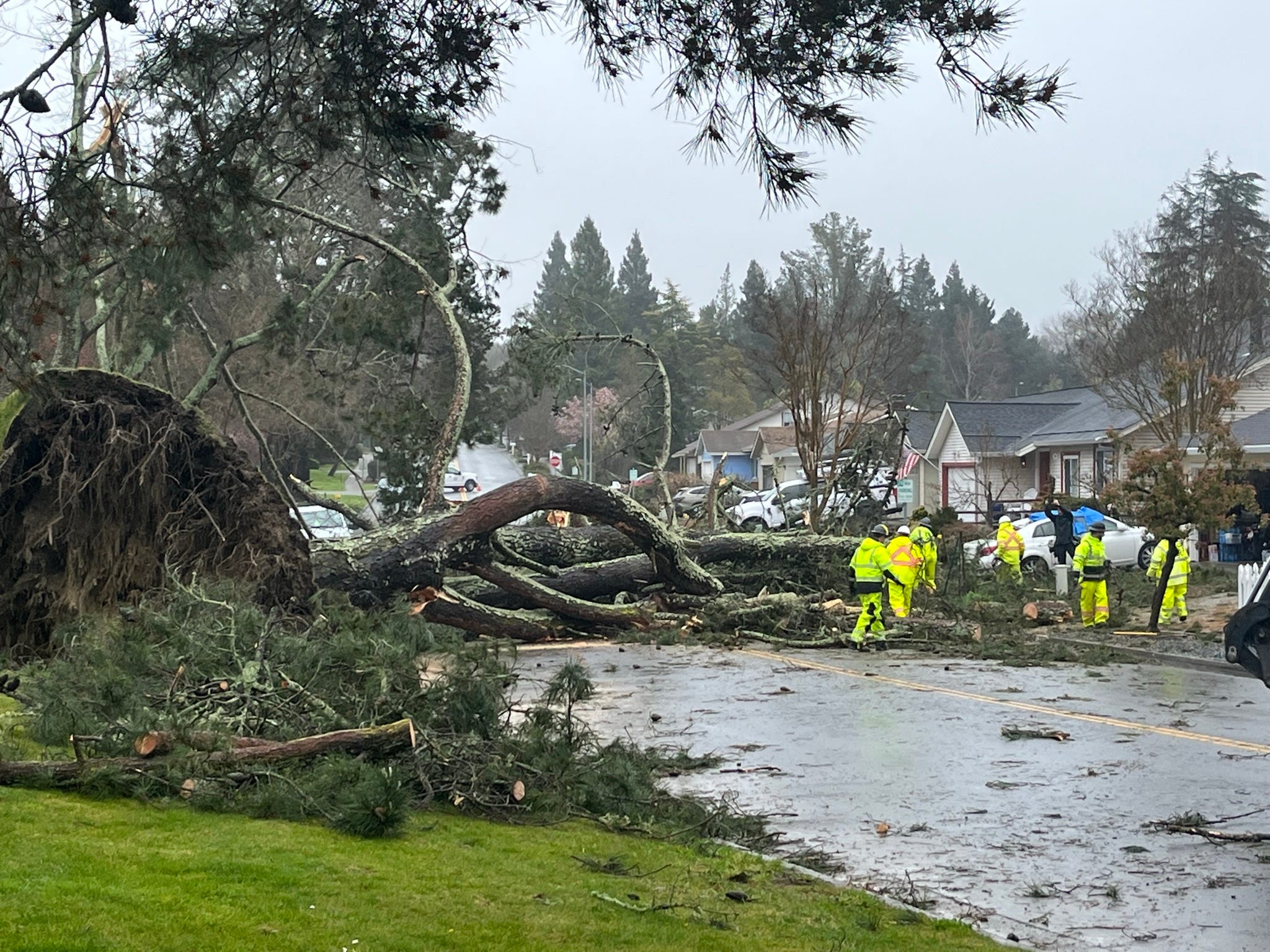 Storm Brings Down Huge Tree at Libby Park