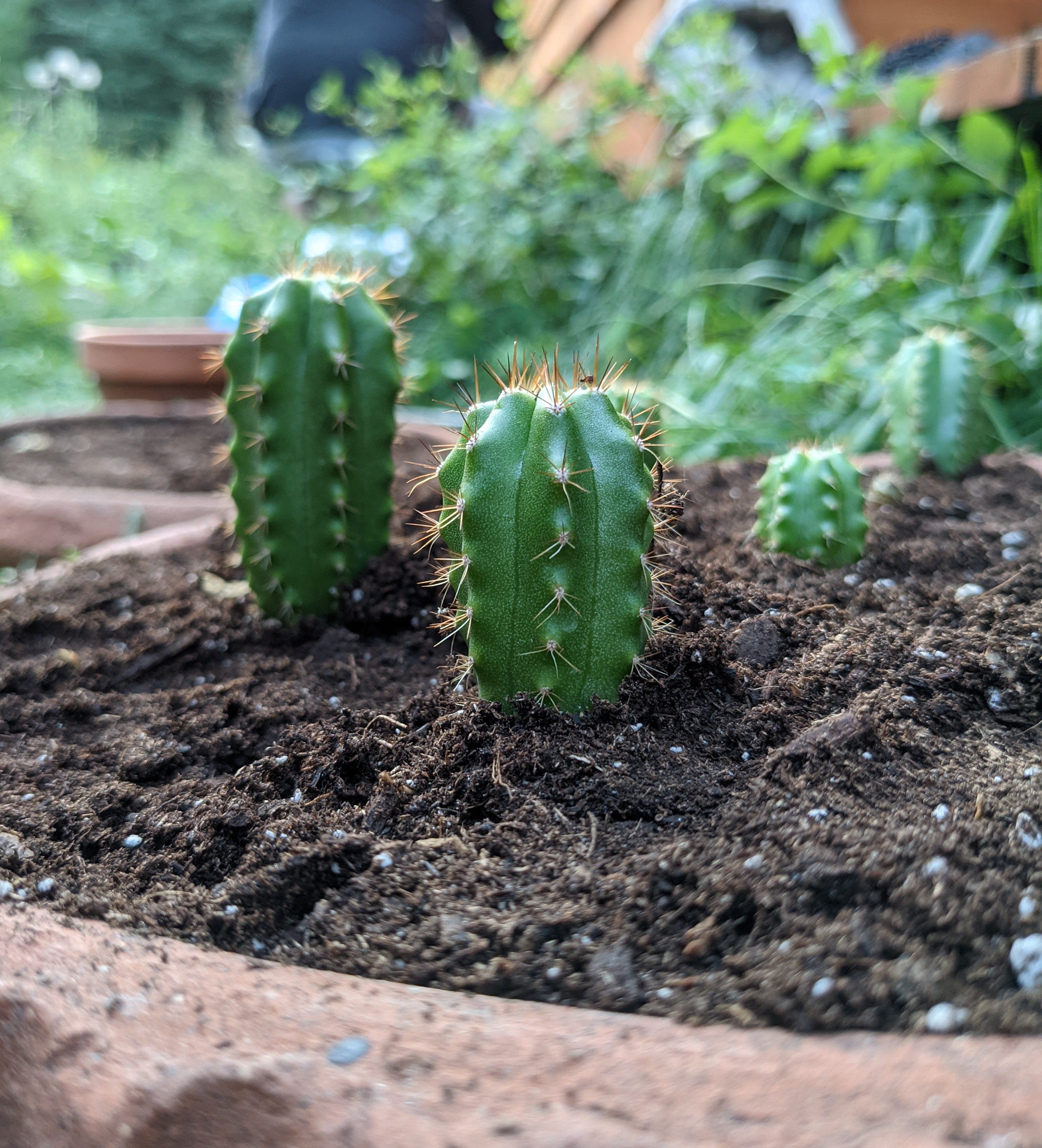 Seeding the future - by Huachuma Collective - AGUA·COYA