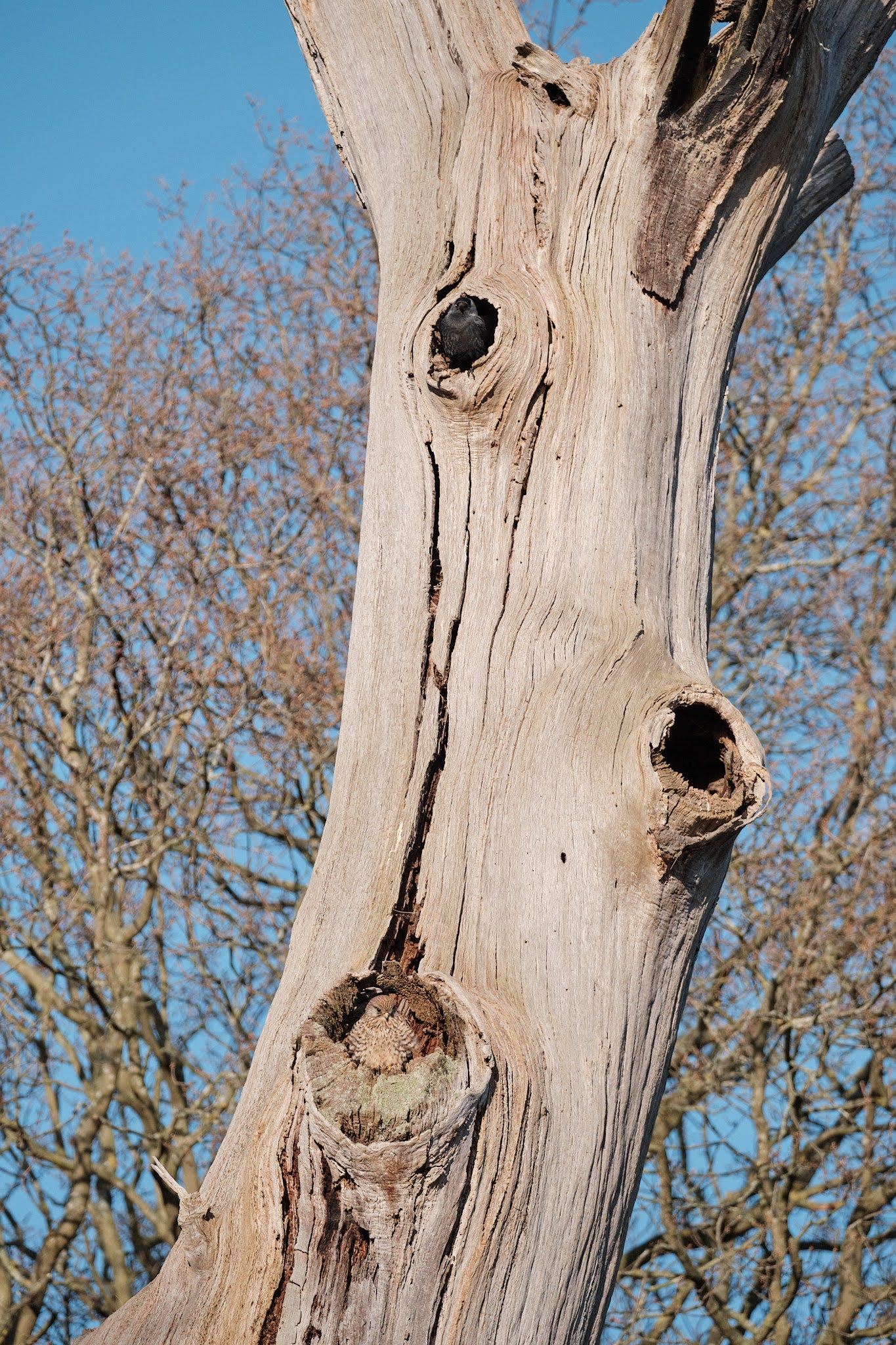 Species Spotlight: Jackdaws Part 1 - by Artur Borkowski