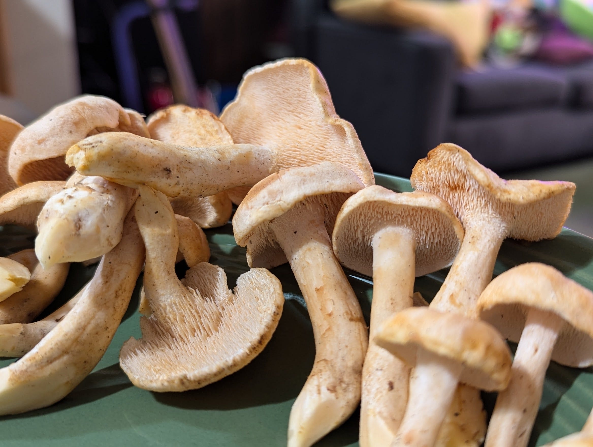 Leave some for the bears - by Kellum Tate-Jones