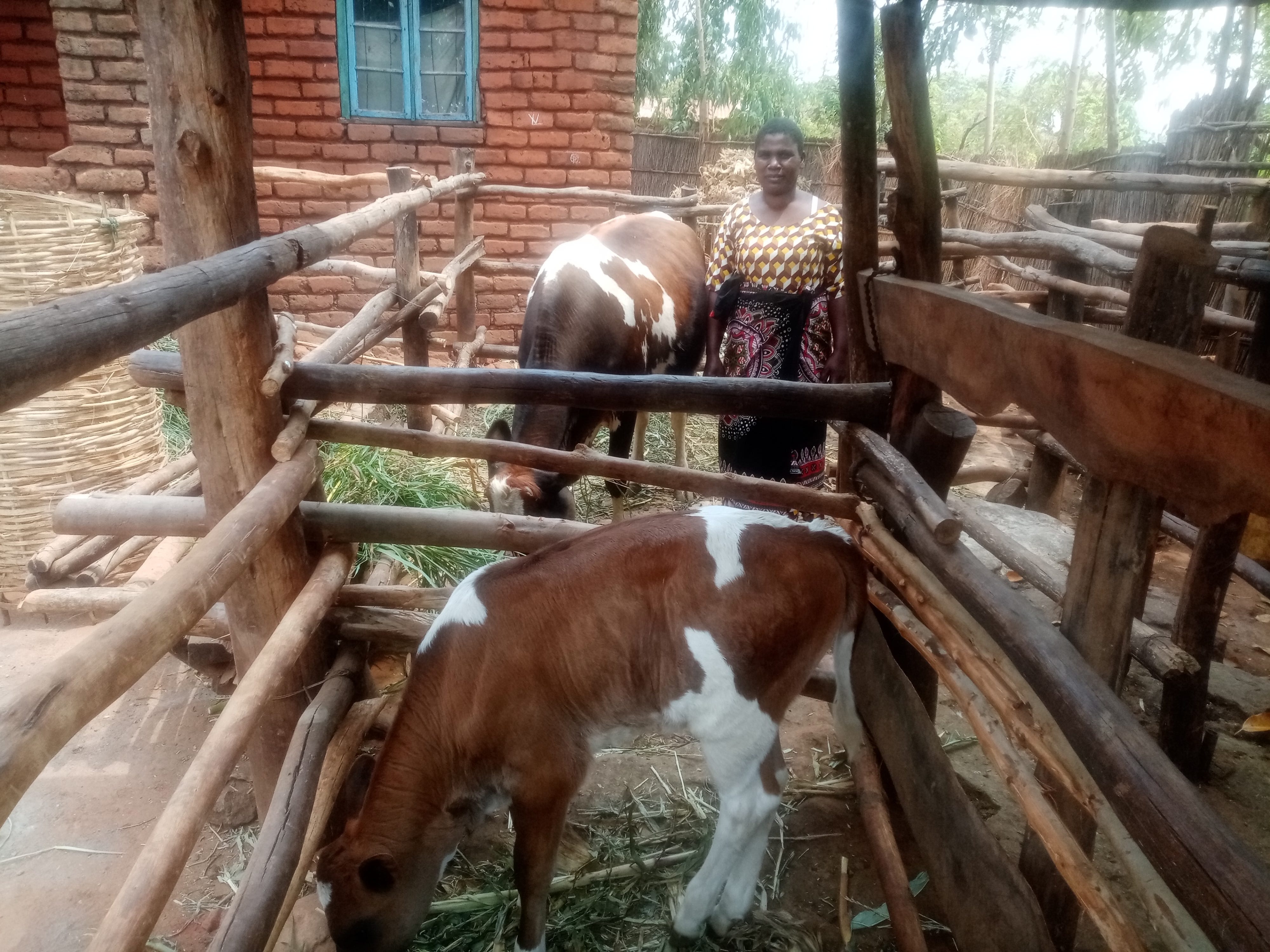 Yankho Dairy Cooperative Revolutionizing Milk Production and Markets in ...