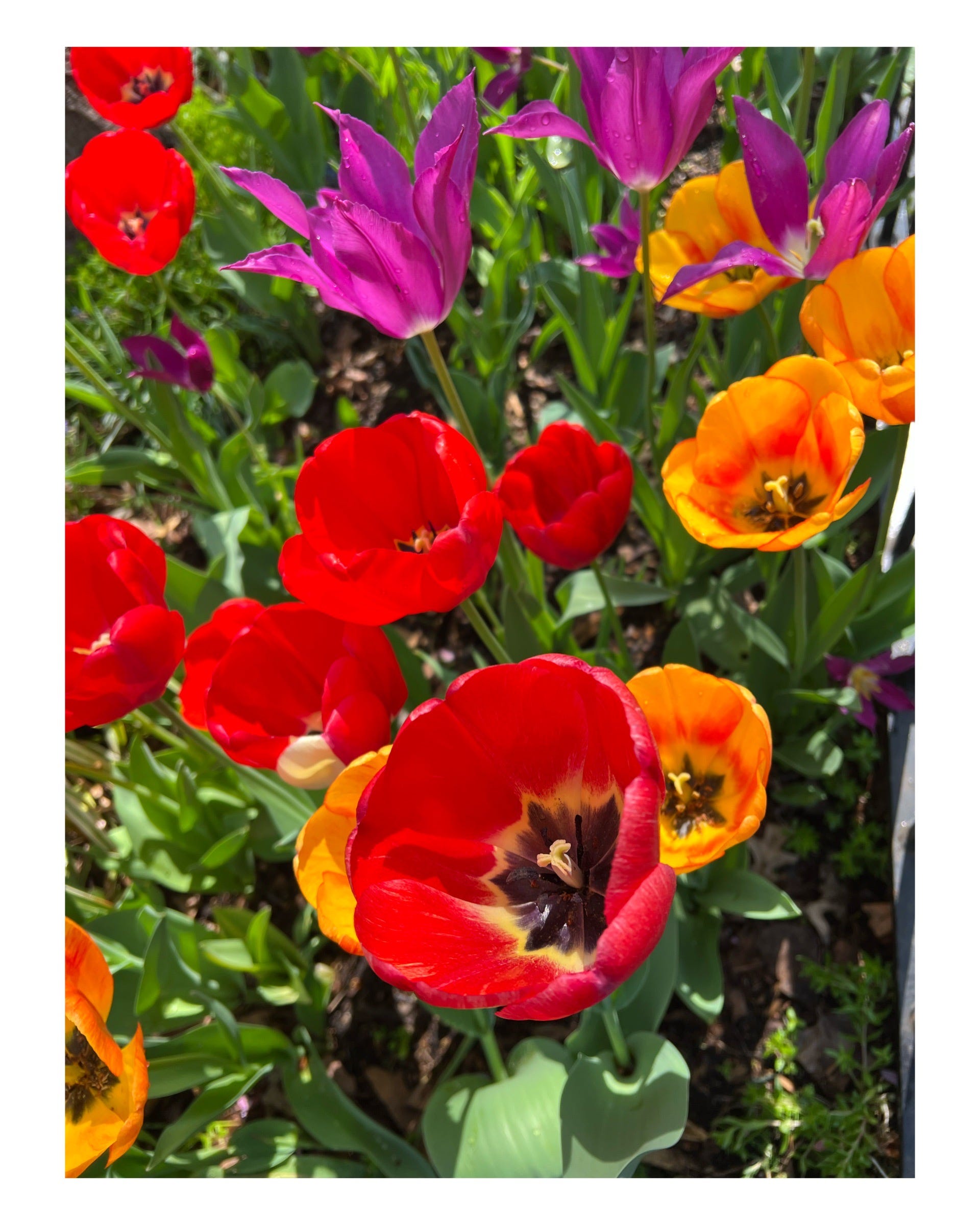 Friday Flowers #2 - by Isaac Fitzgerald - Walk It Off