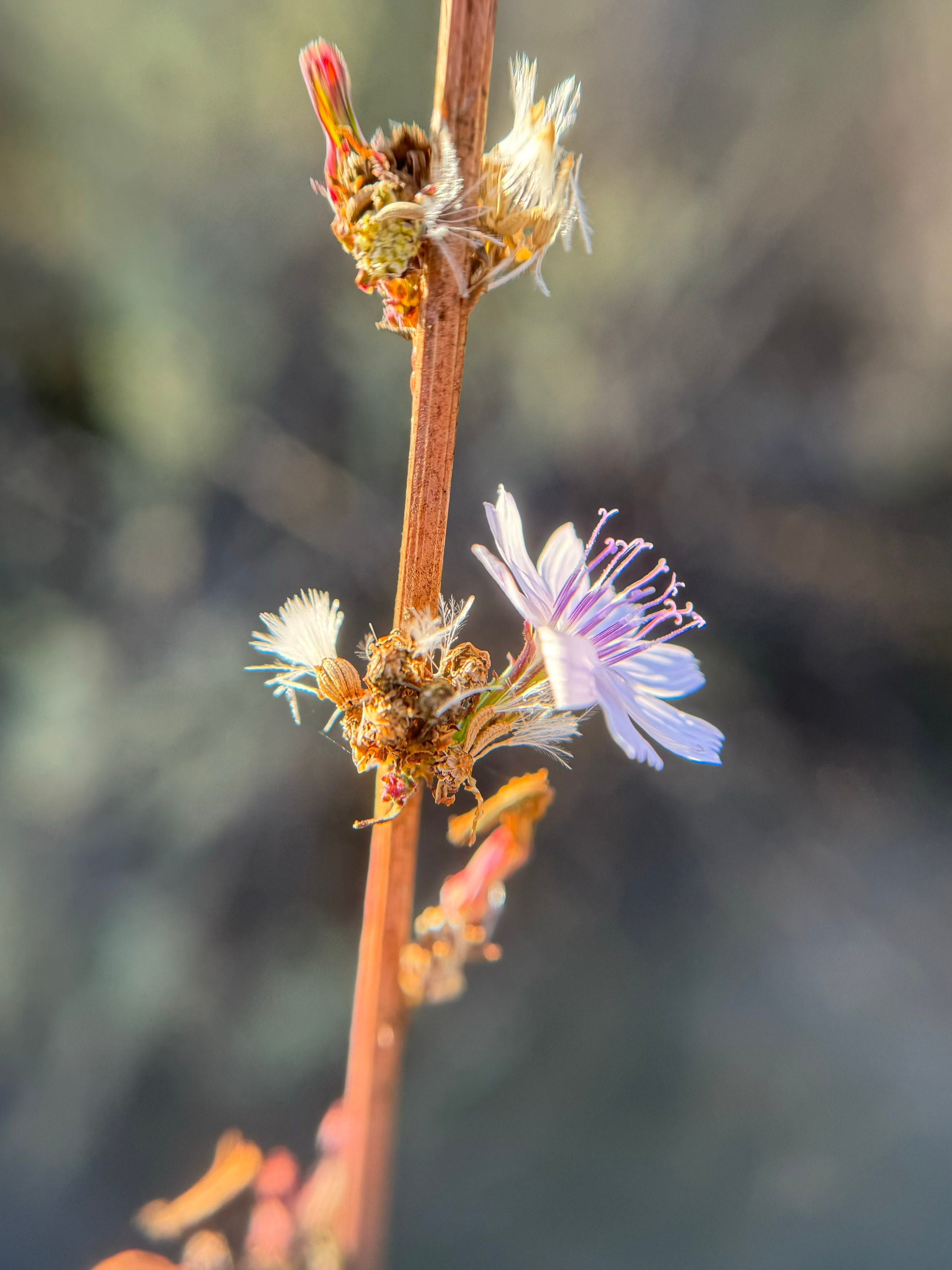 今日所见野花 - by 方舟子Shimin Fang - 方舟子Shimin’s Substack