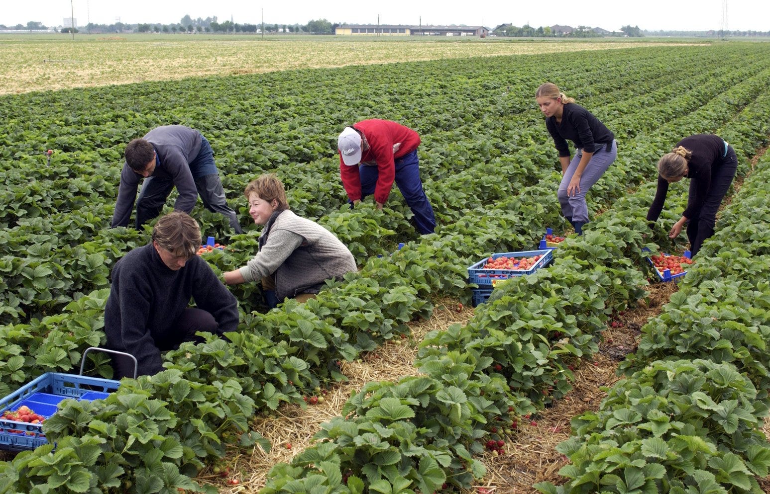 Soft Fruit and Hard Labour - Vittles