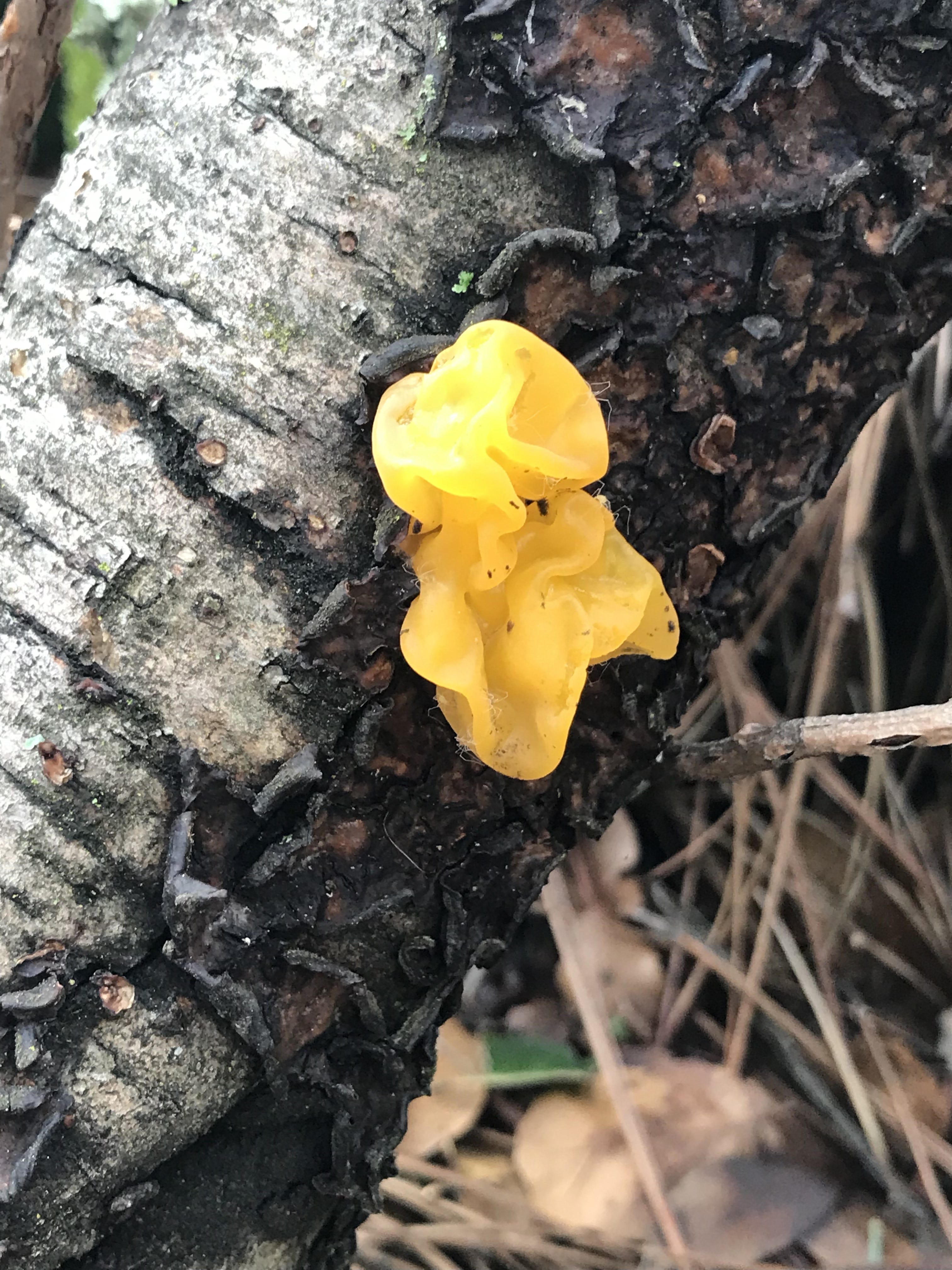 Celebrate A Rabbit, Root For Bambi, Listen To A Wolf