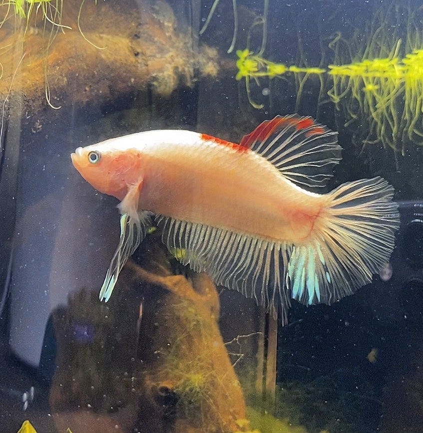 The Shortfin Bettas - by Jessie Lynn Billington