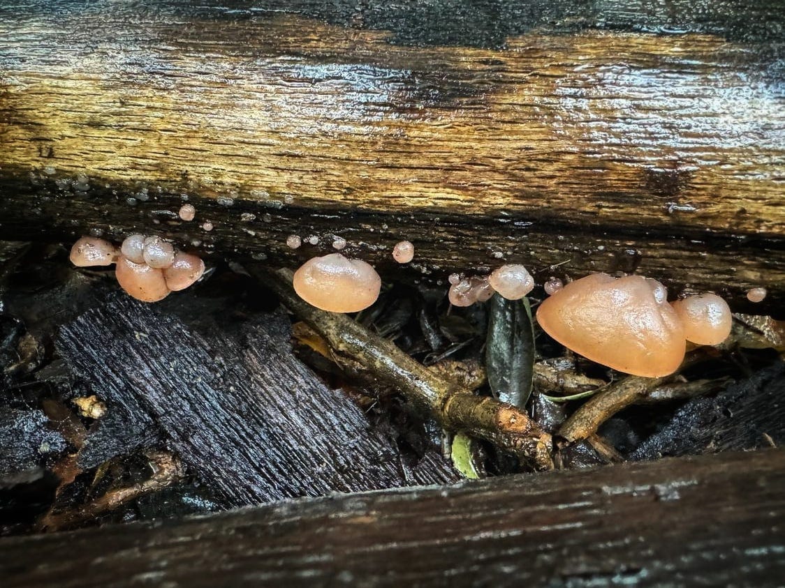 Halloween Folklore - by Kai Edwards - Kai’s Substack