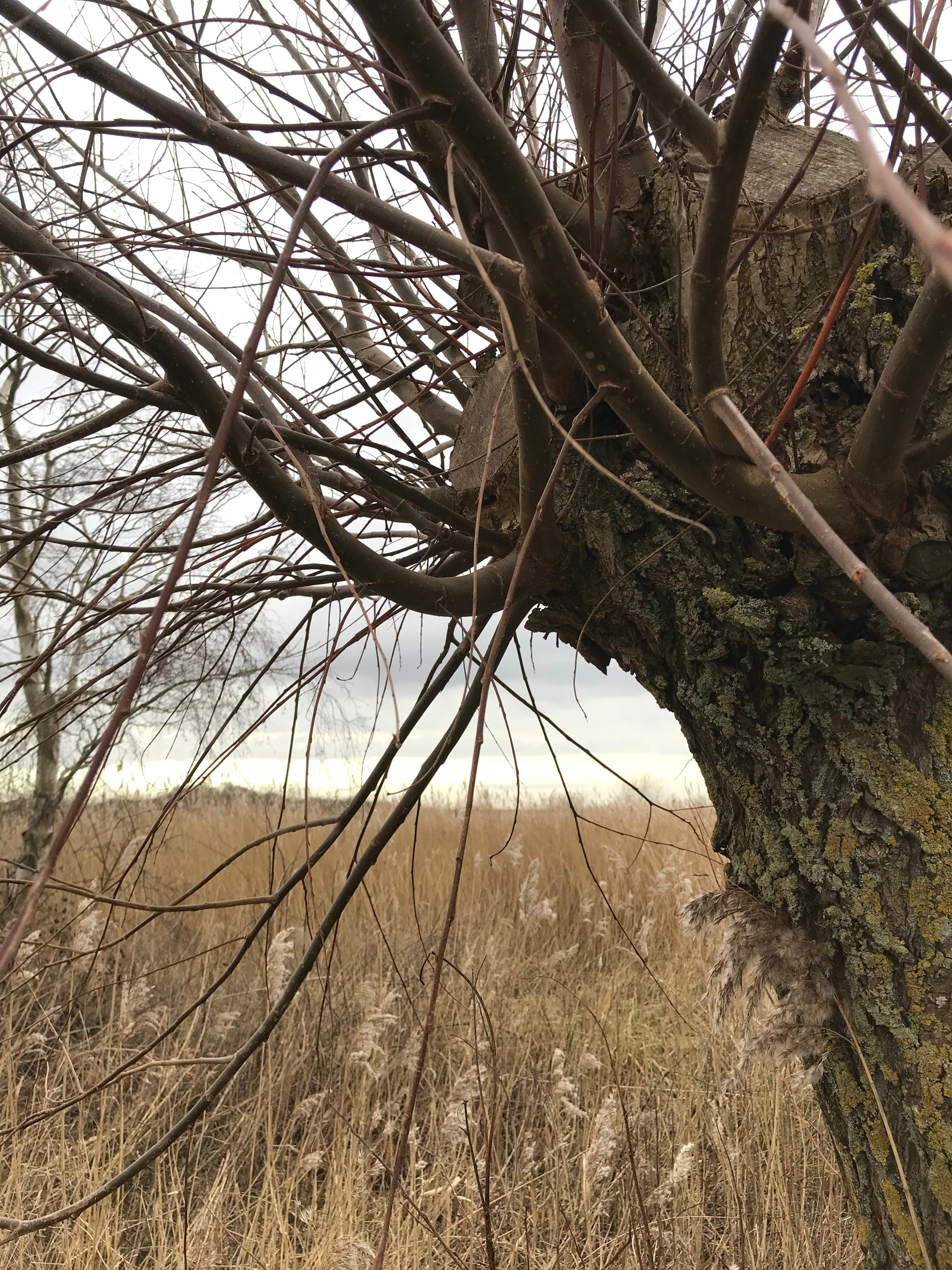 But A Wild Mother - by Imogen Ashwin - Bracken & Wrack