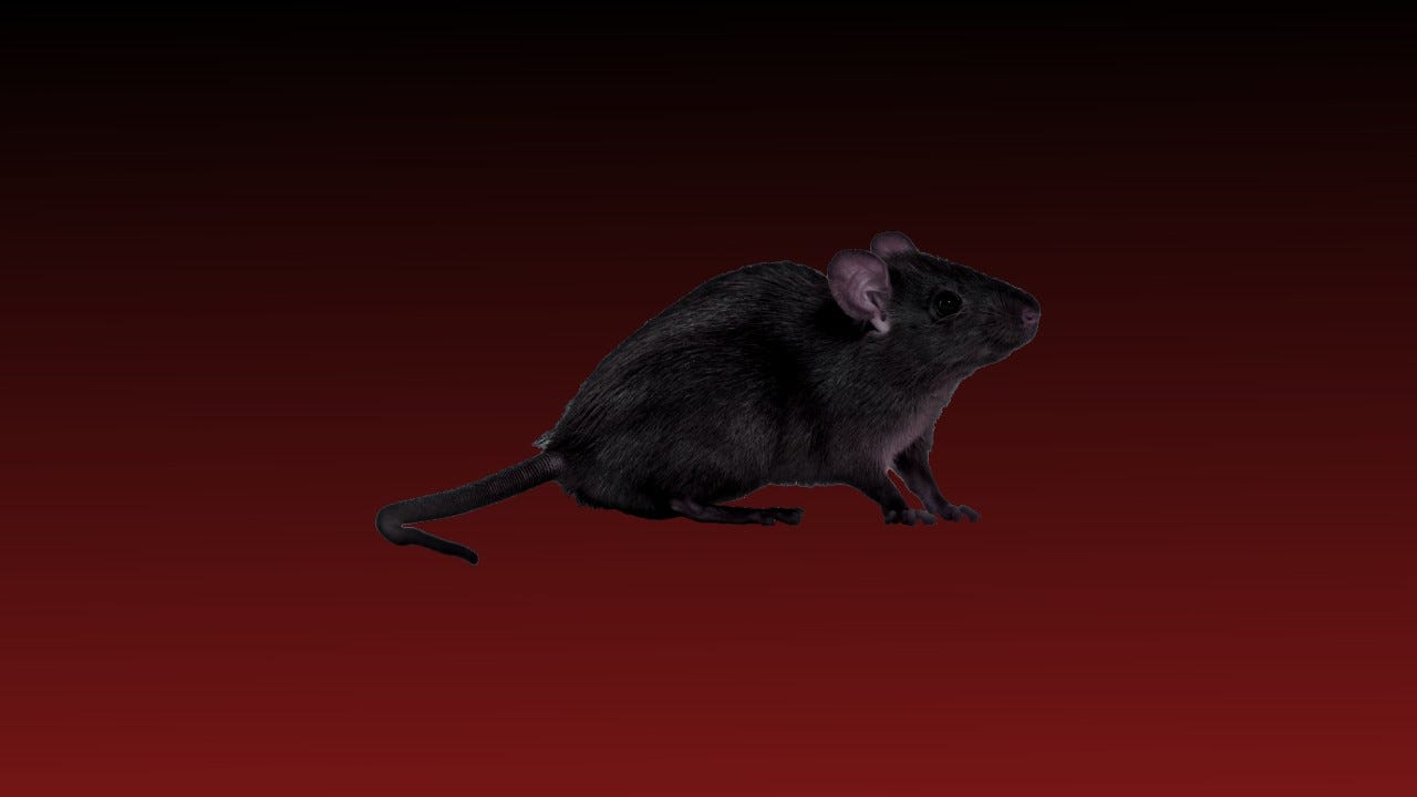 MY CONTACT AT THE RAT FACTORY - by Max Lavergne