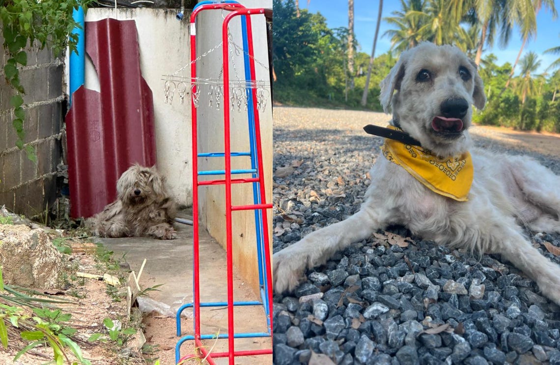 The 10 Best Best Dog Transformations And Why I Should Probably Be A ...