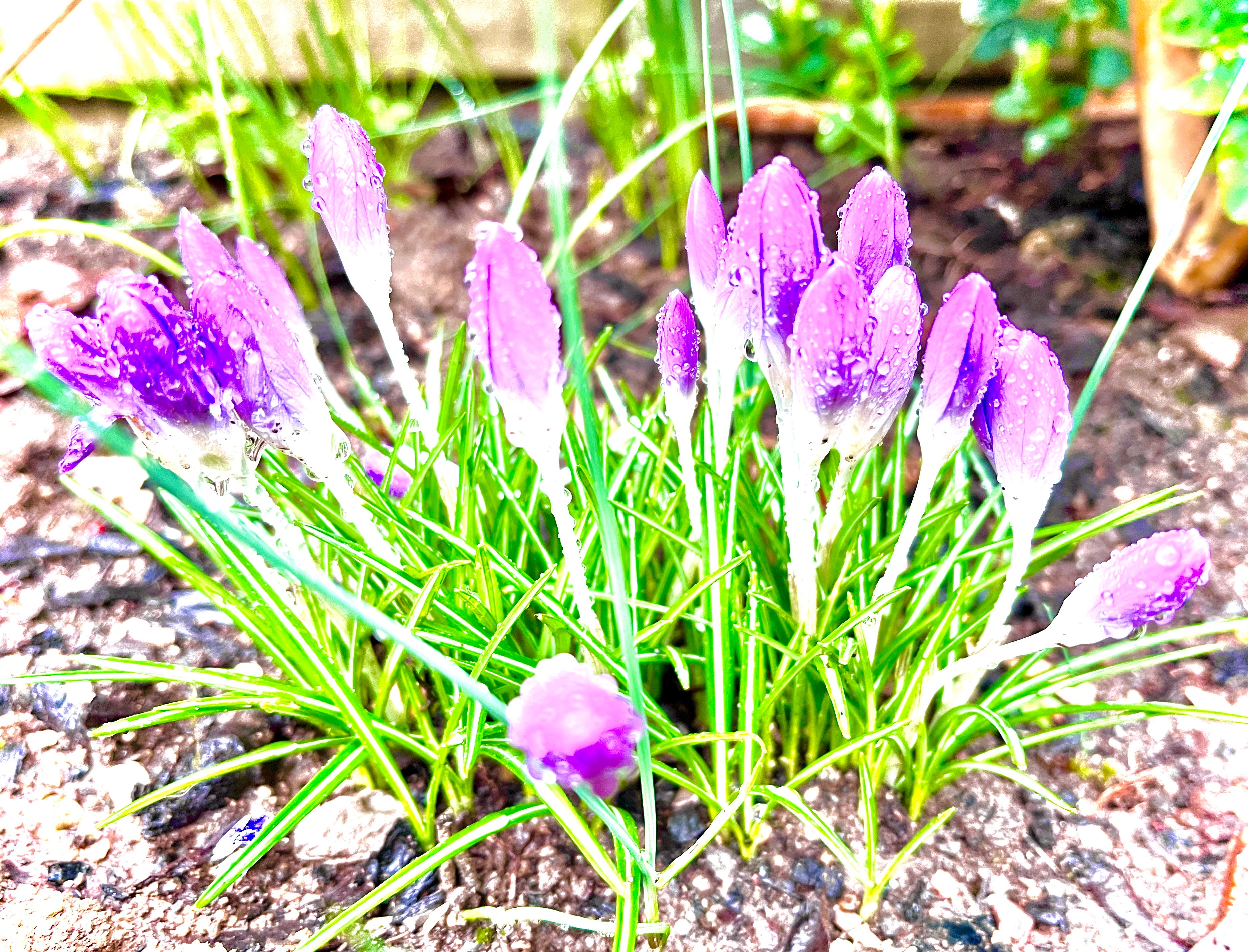 The Joys of Spring - how Charles Dickens got it right...