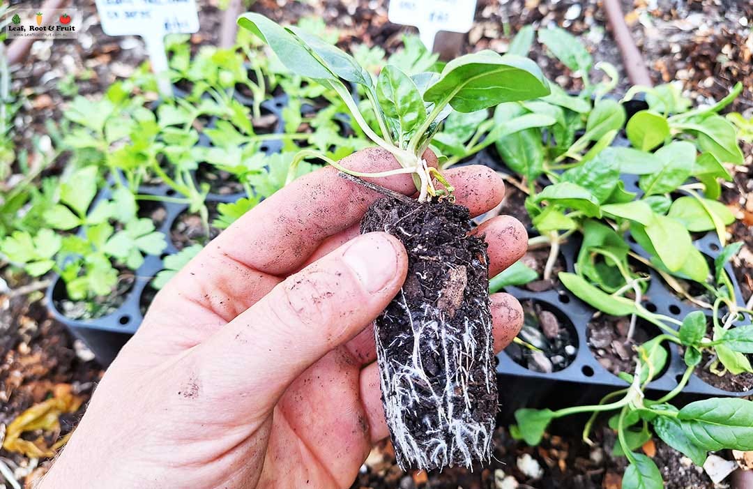 Transplanting Vegetable Seedlings - by Duncan Cocking