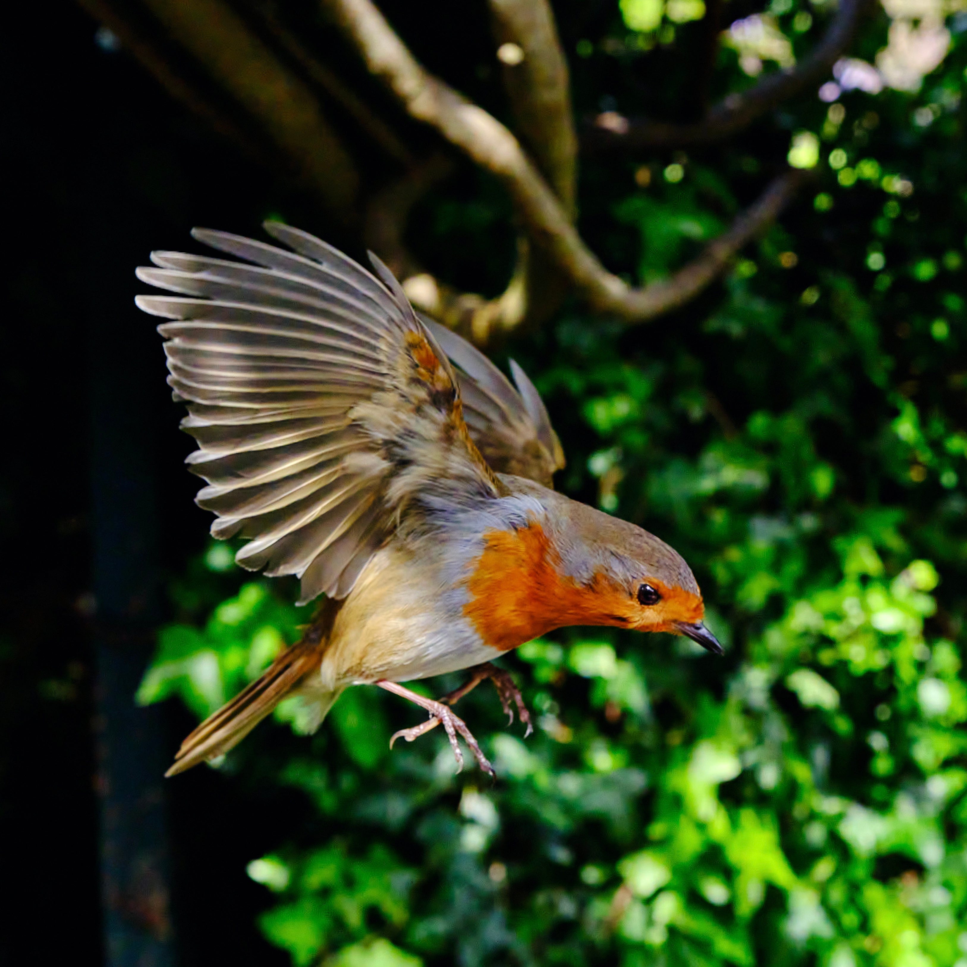 Hedgehog Awareness Week - by Hugh Warwick - Hugh’s Substack