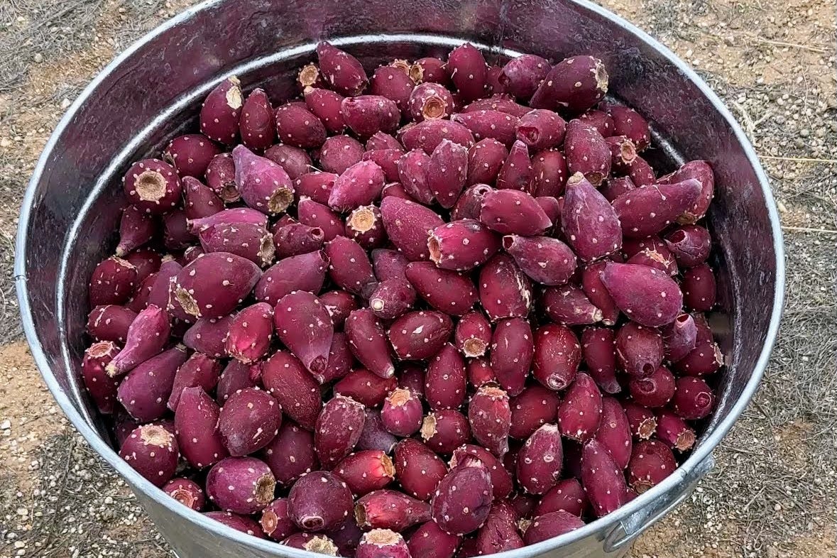 How to Gather & Process Prickly Pear Fruit for Juice - Part 1